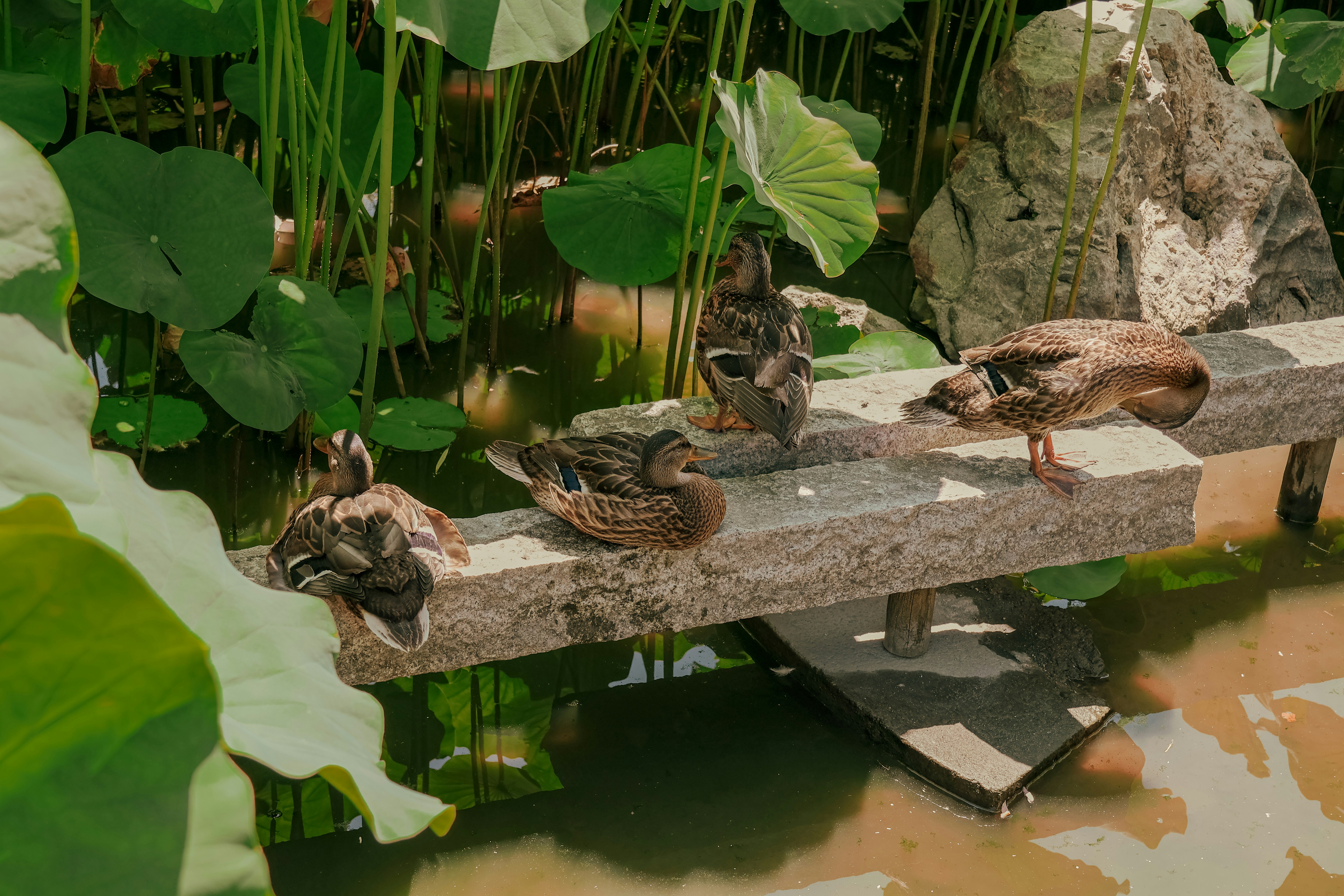 Ducks on a Weathered Log: Sunlit Puddle Playground