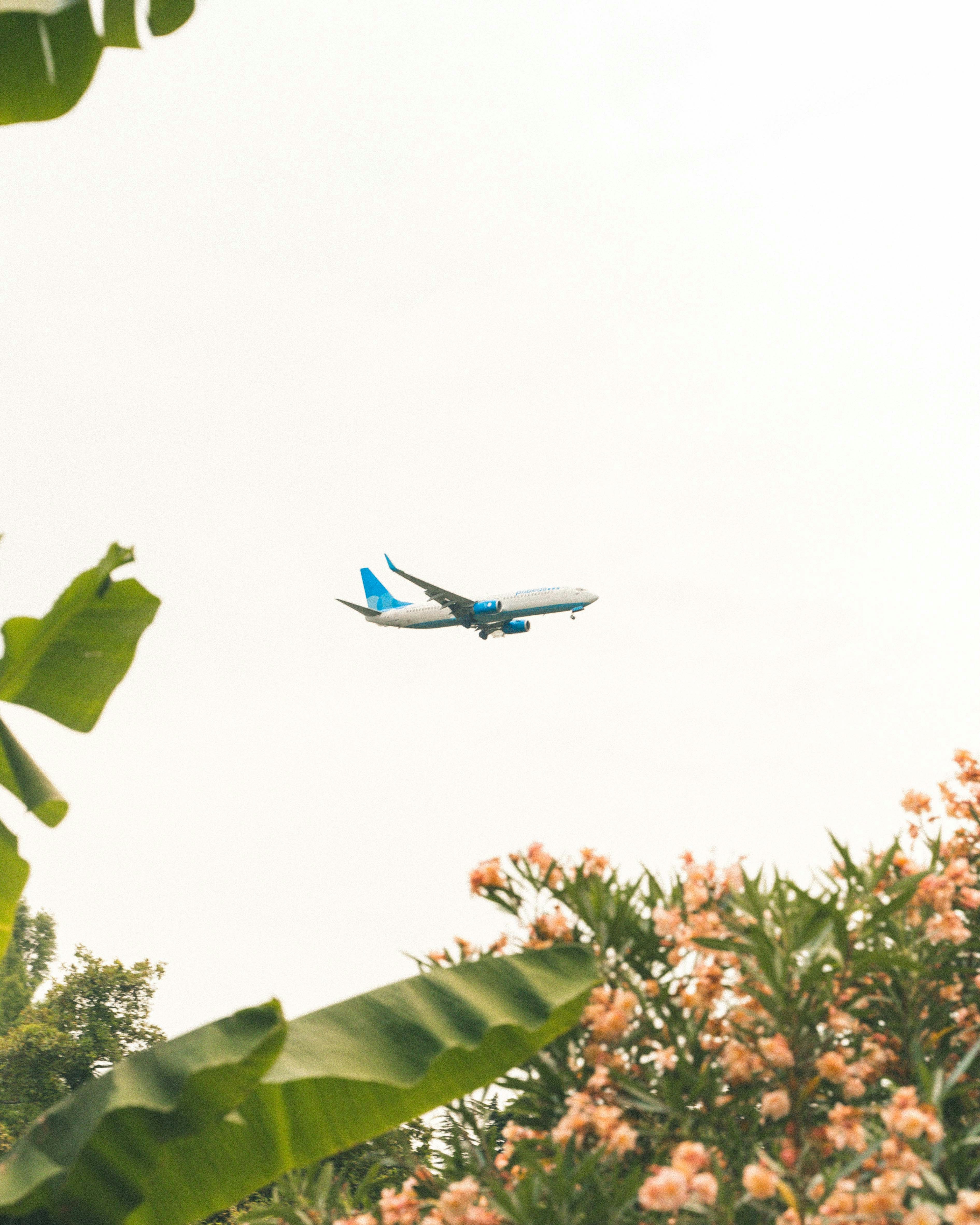 An airplane is flying over some trees and flowers photo – Free Flowers ...