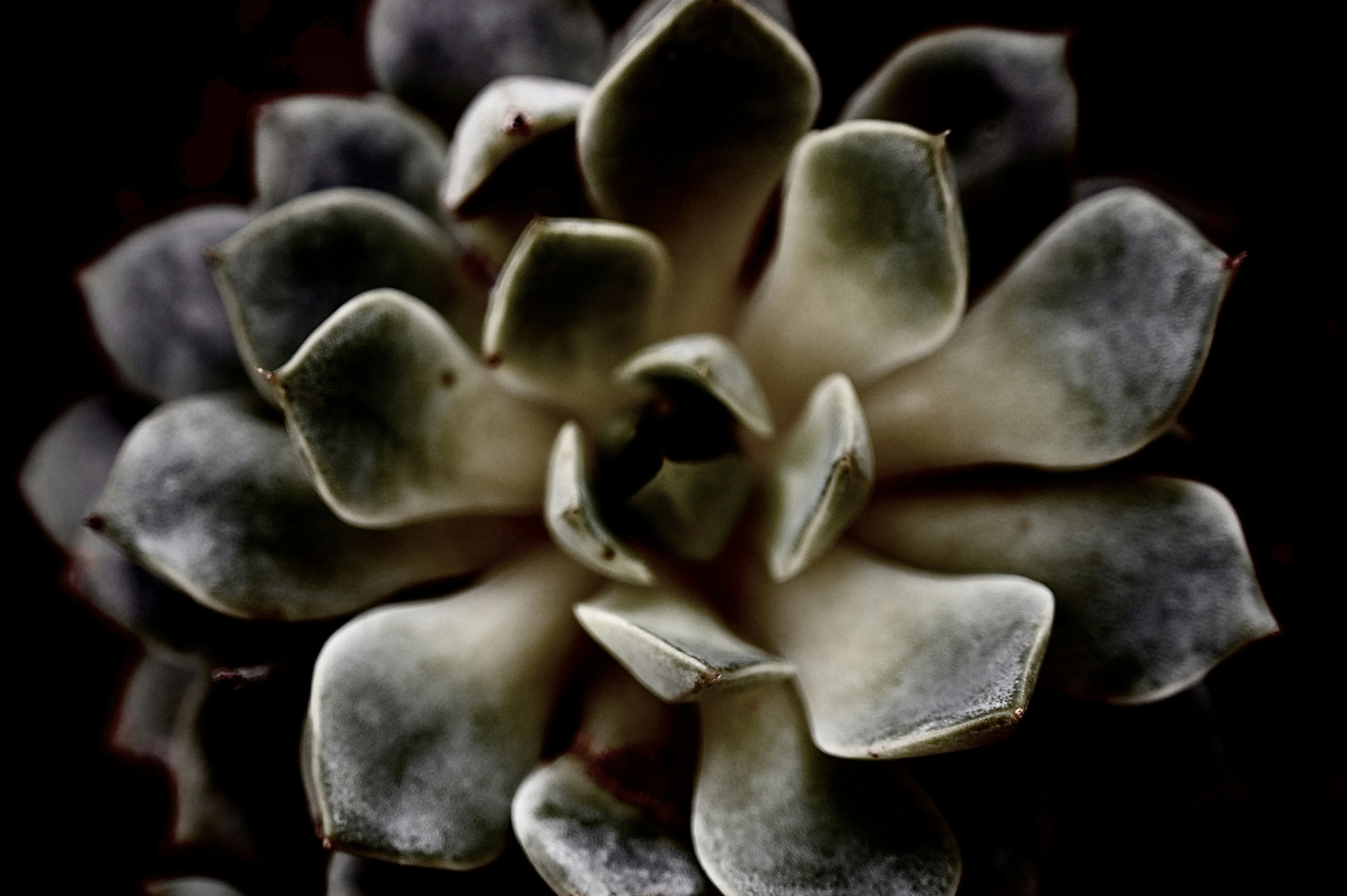 Midnight Rosette: Frosted Succulent Macro in a Shadowed Frame