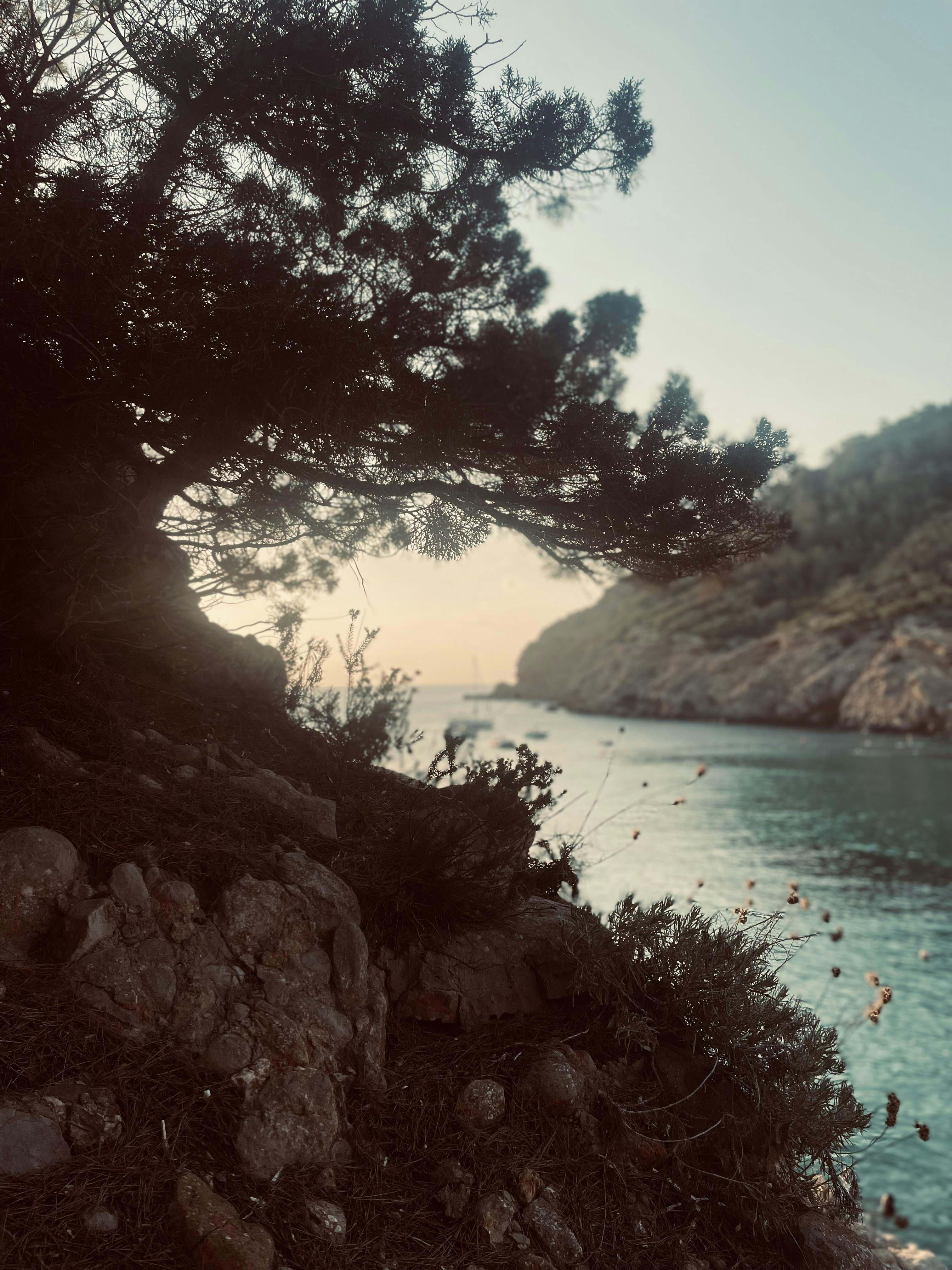 Silhouette of a Wind-Swept Pine Framing a Sunset Cove
