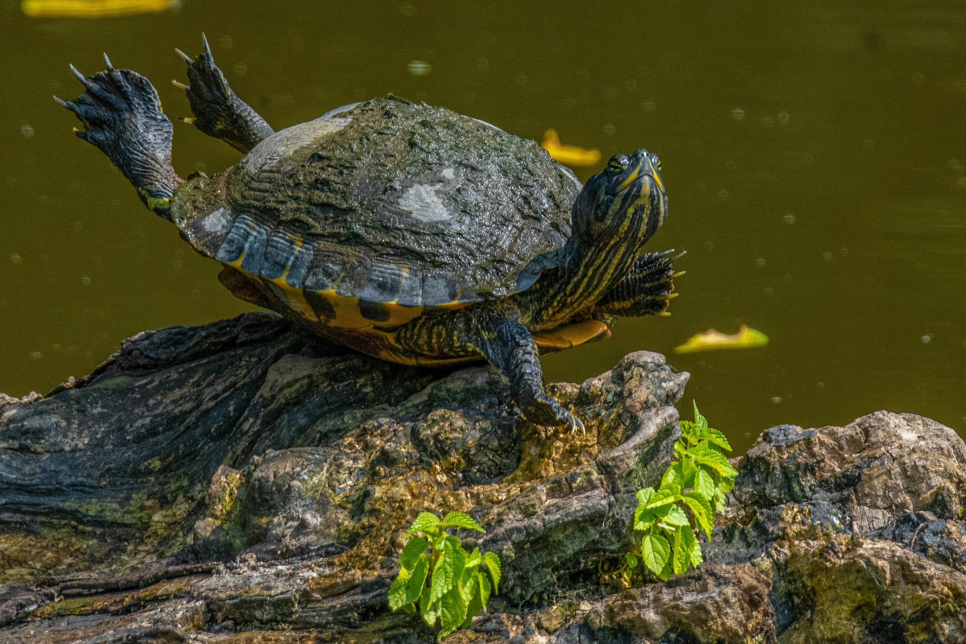 Terrapin's Sunlit Throne on a River Rock