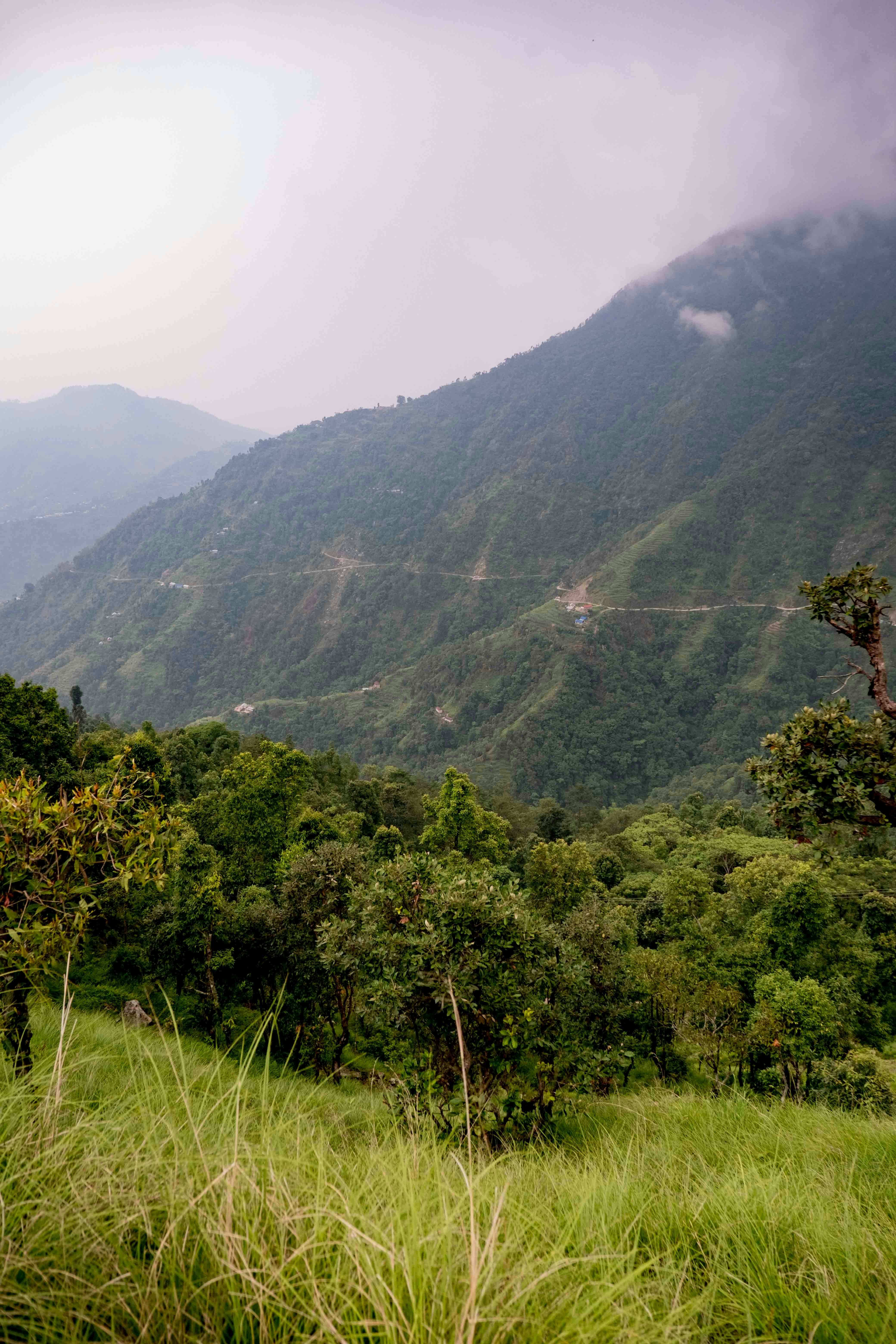 A lush green hillside covered in lots of trees photo – Free Vegetation ...