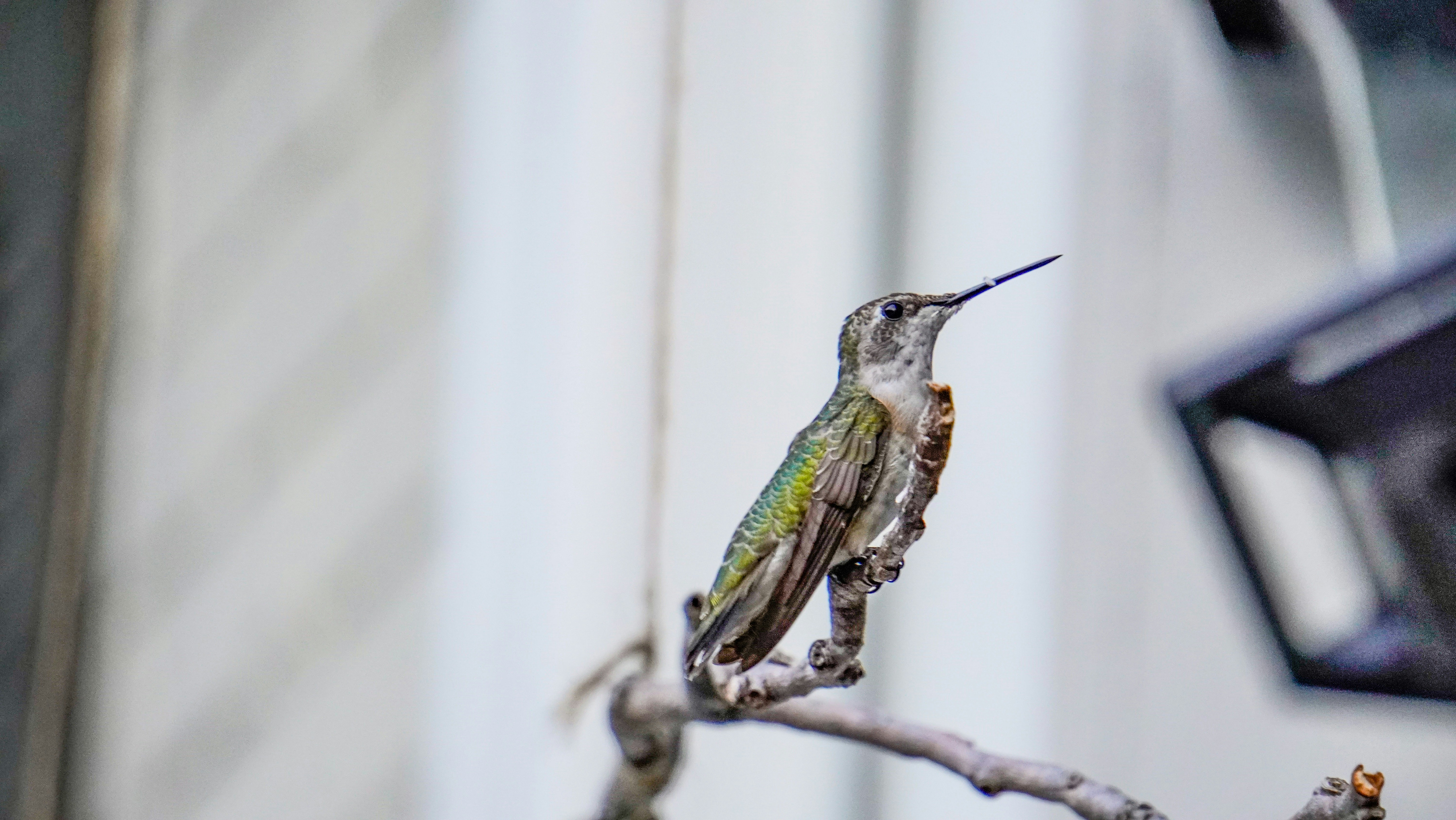 A hummingbird perches on a branch in front of a building photo – Free ...