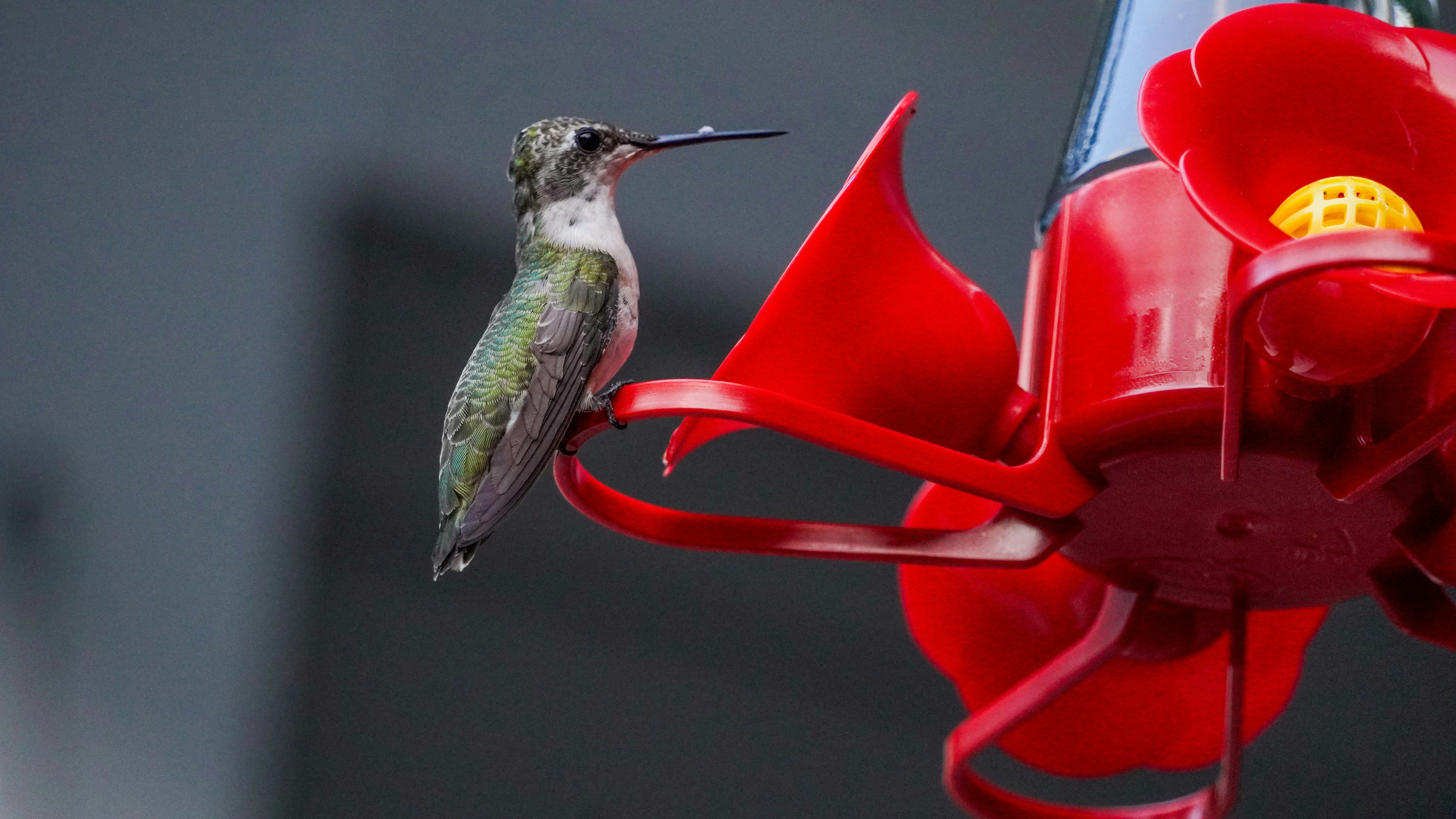 A hummingbird perches on a hummingbird feeder photo – Free Animal Image ...