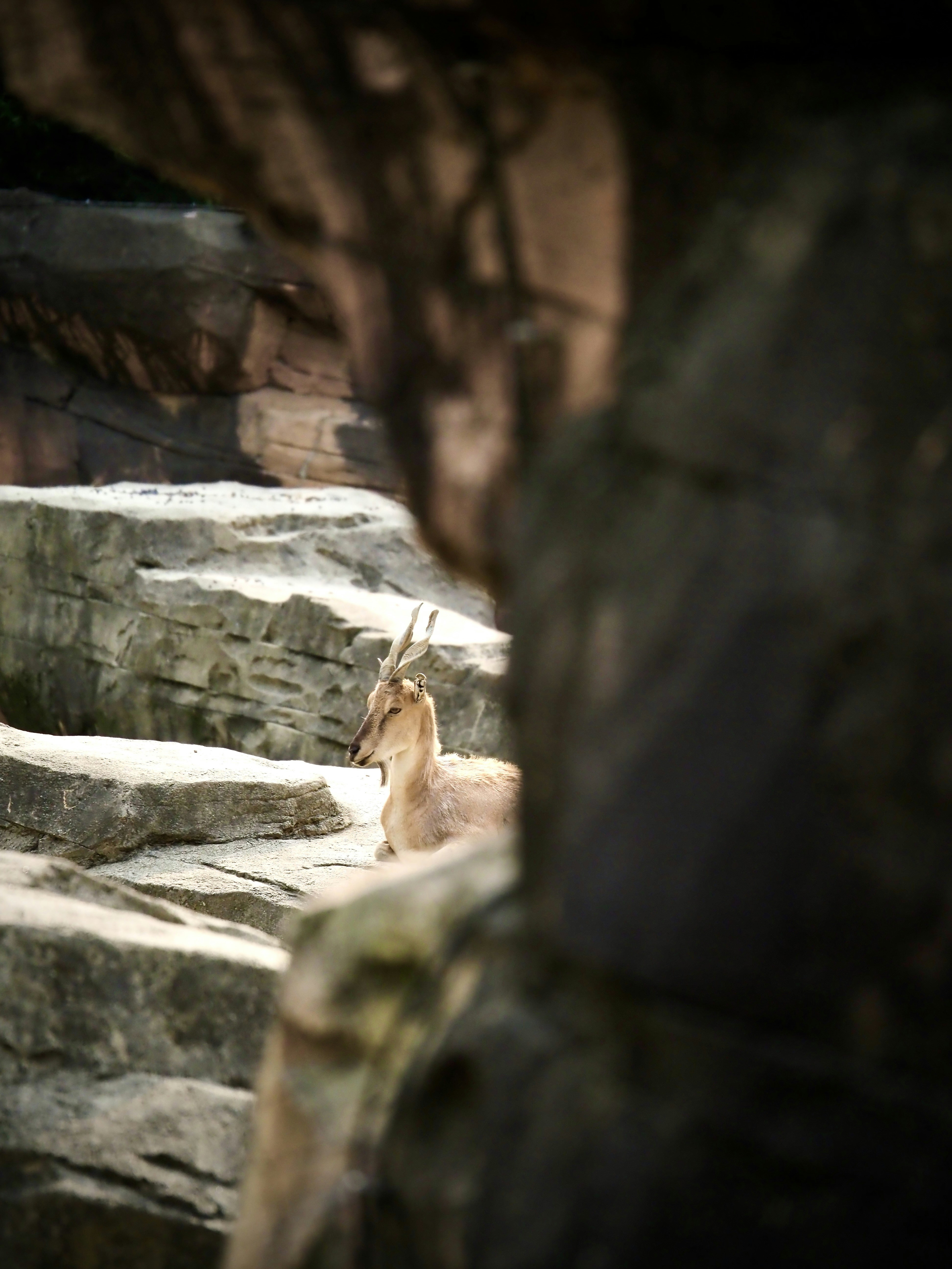 A lone gazelle stands on pale stone steps framed by shadowed rock walls, bathed in soft, diffused light.
