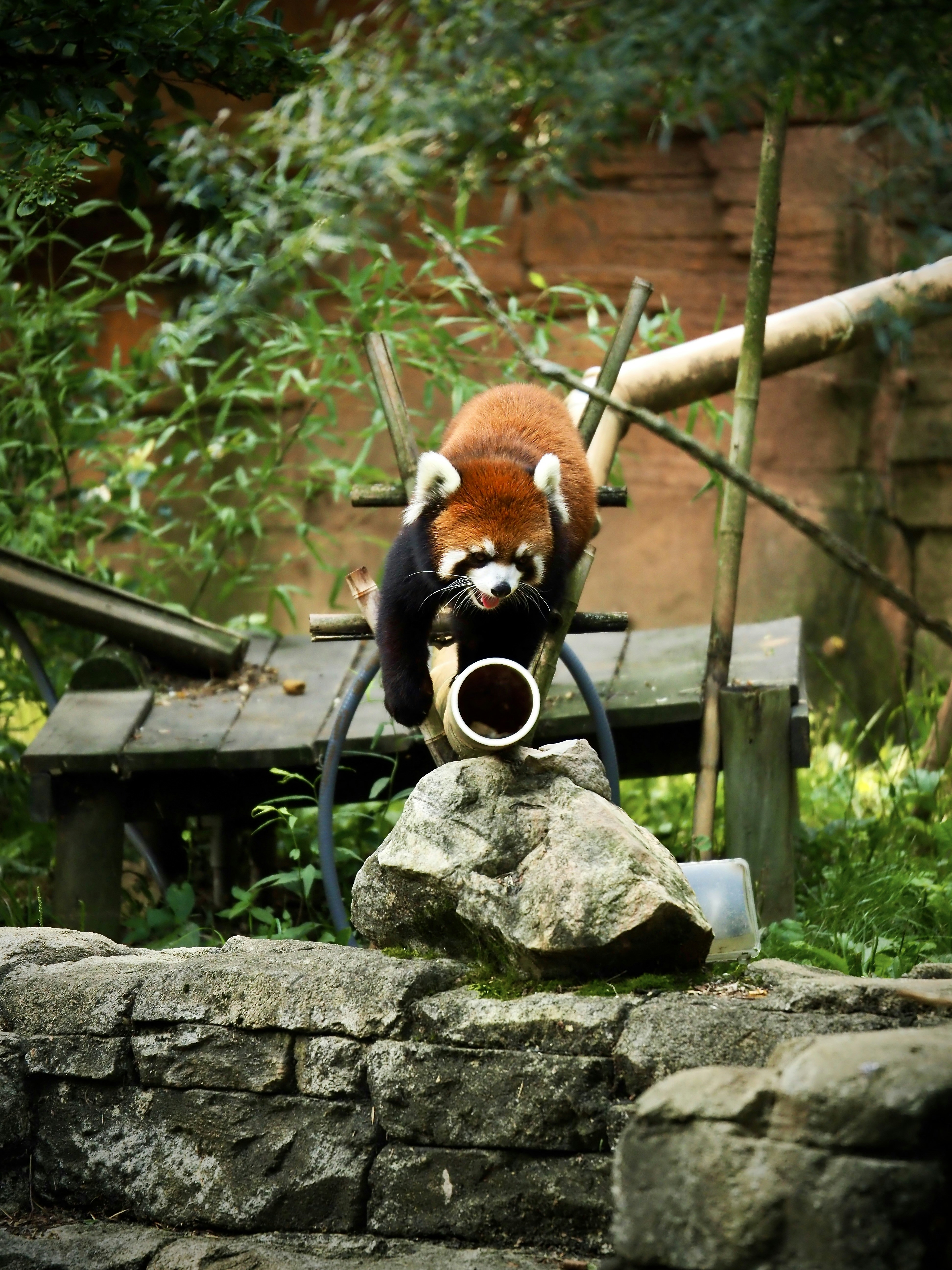 A red panda sitting on top of a pile of rocks photo – Free Endangered ...