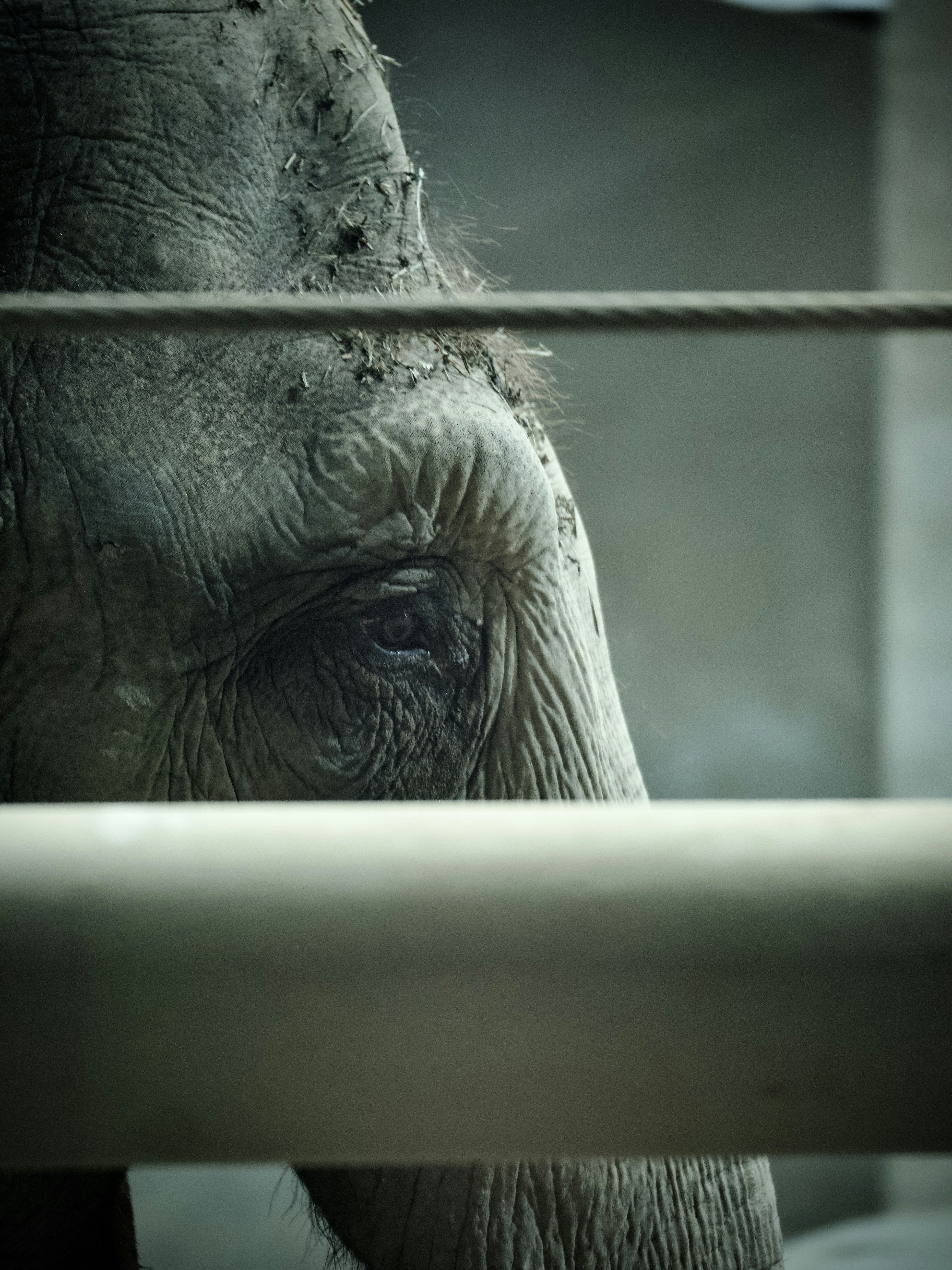 Glimpse Through the Rails: An Elephant's Eye