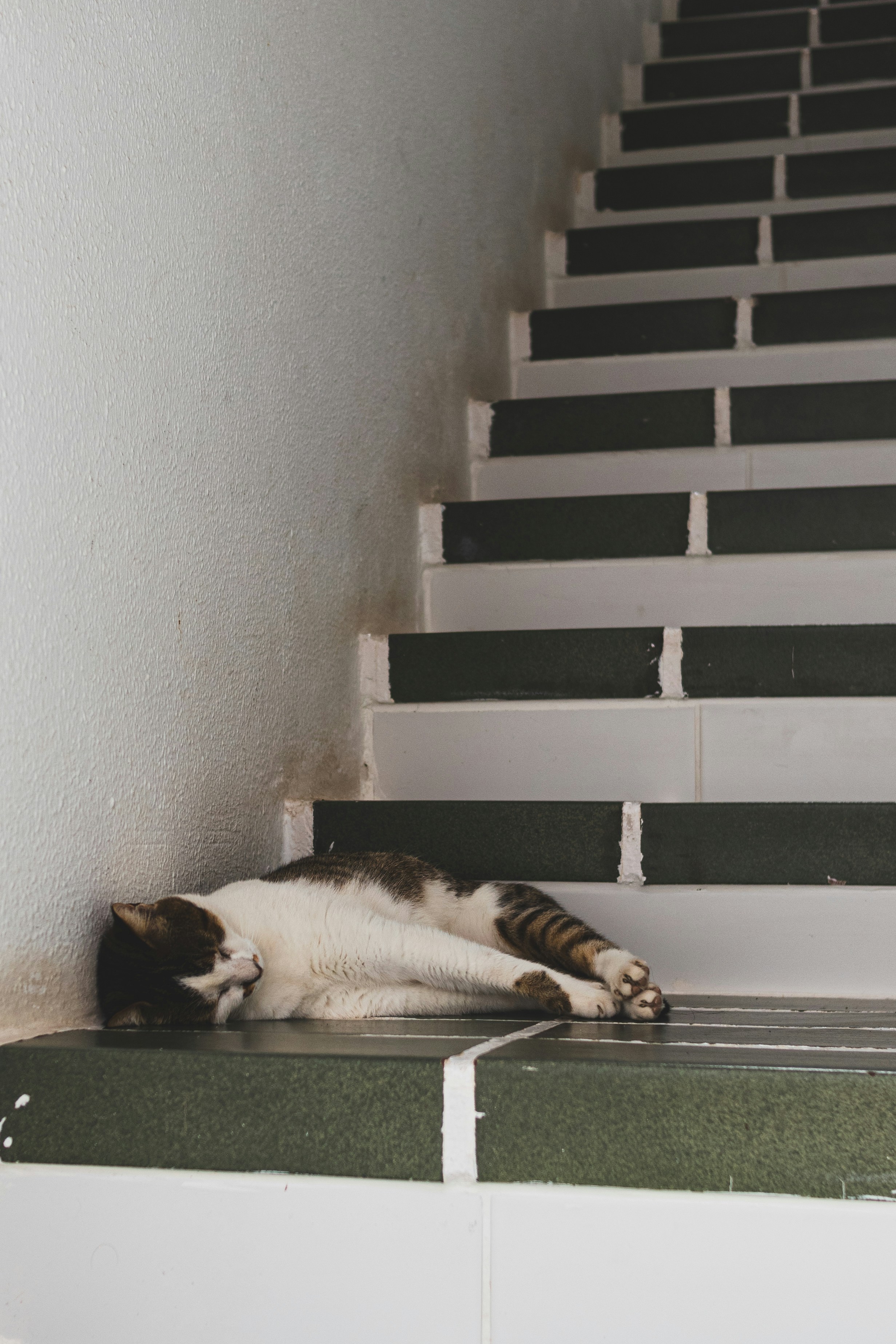 Staircase Siesta: a tabby snooze on green-tiled steps
