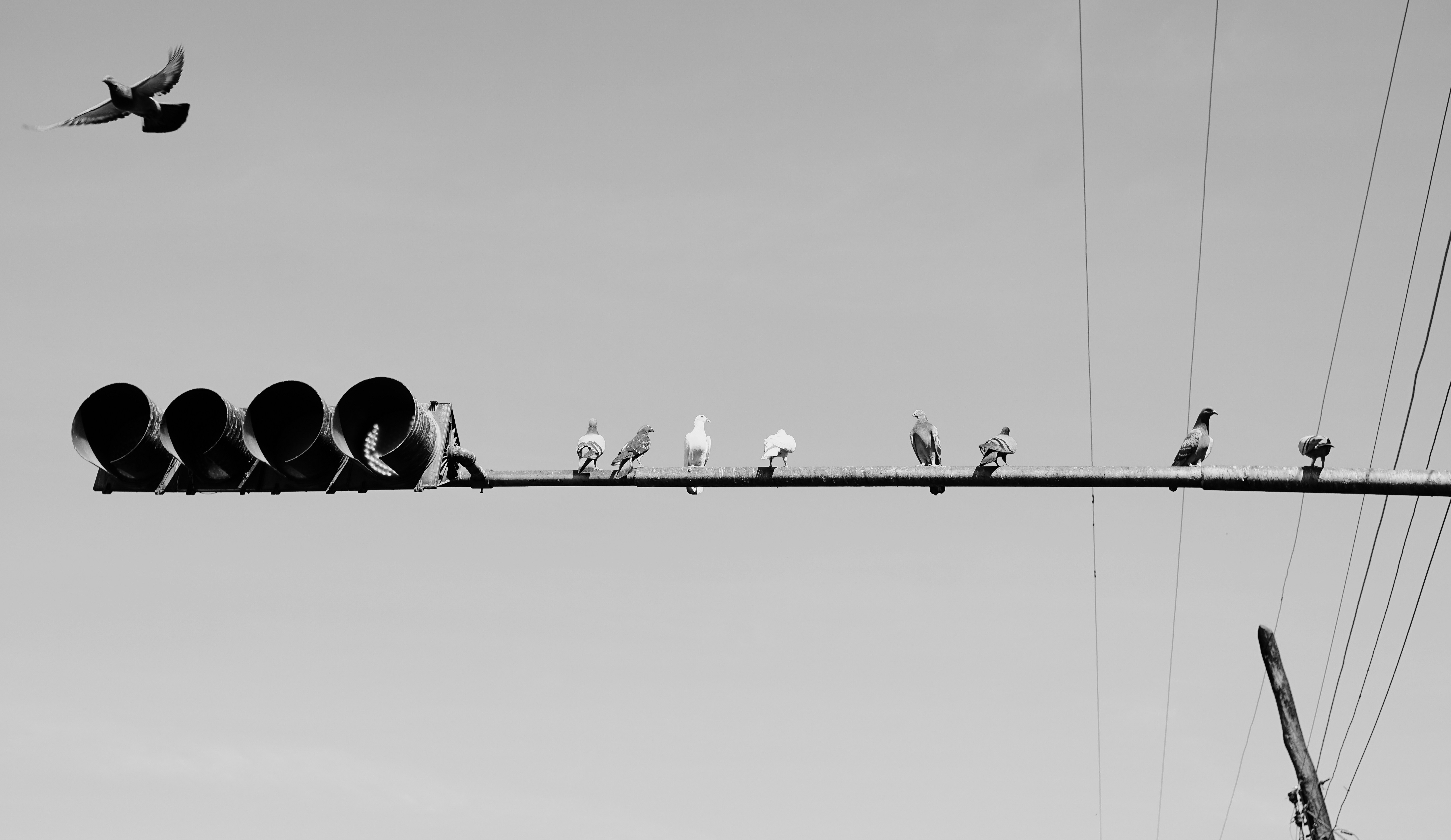 A flock of birds sitting on top of a traffic light photo – Free Animal ...