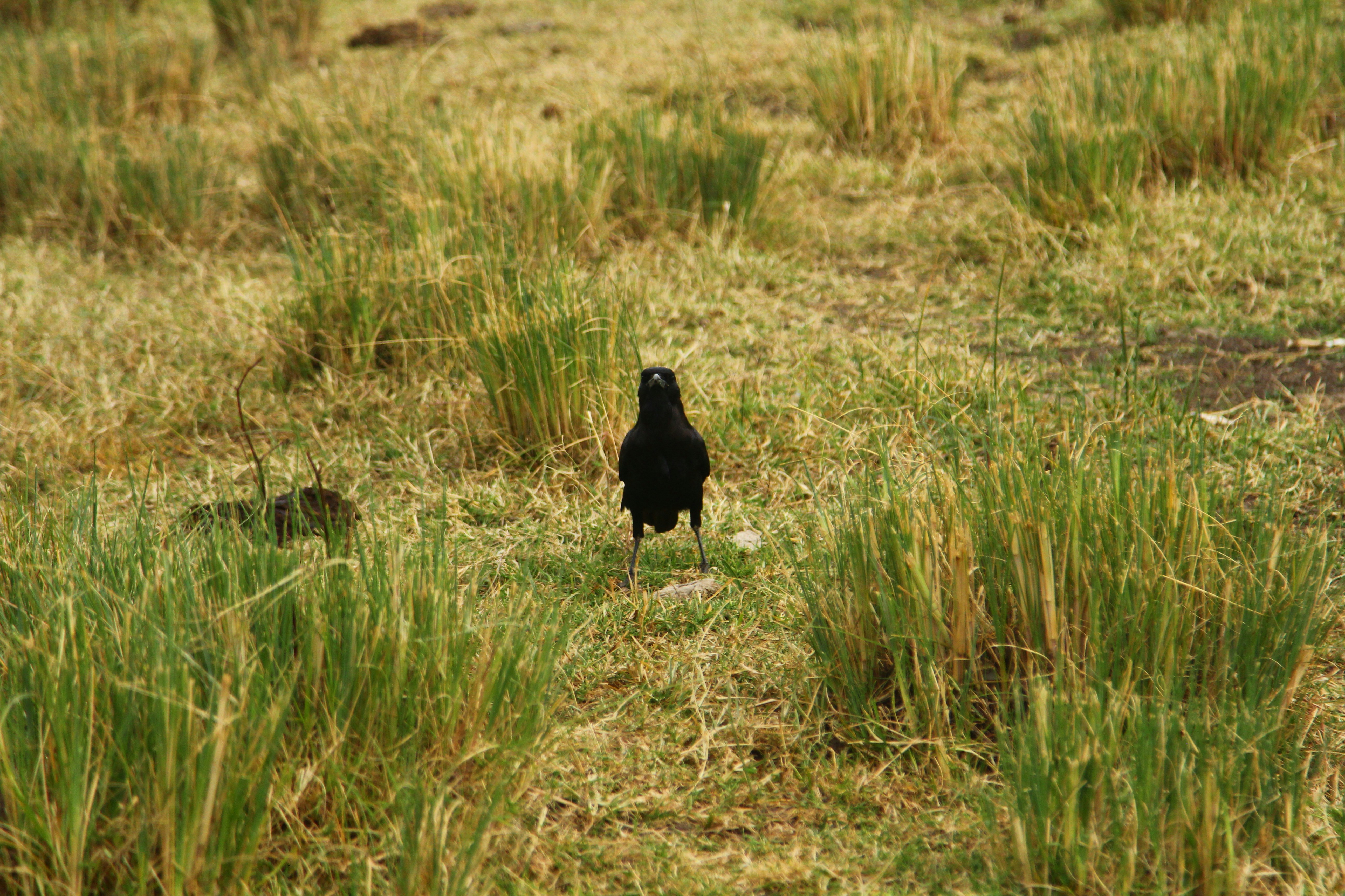 Raven standing attentively on a field of dried grass. I was seated next to a pond when this little raven saw it fit to ruin my gloom with a spot of dark beauty. So I pointed my camera and let her do her thing. Then she left, her feathers a little darker than before, and my gloom lifted.