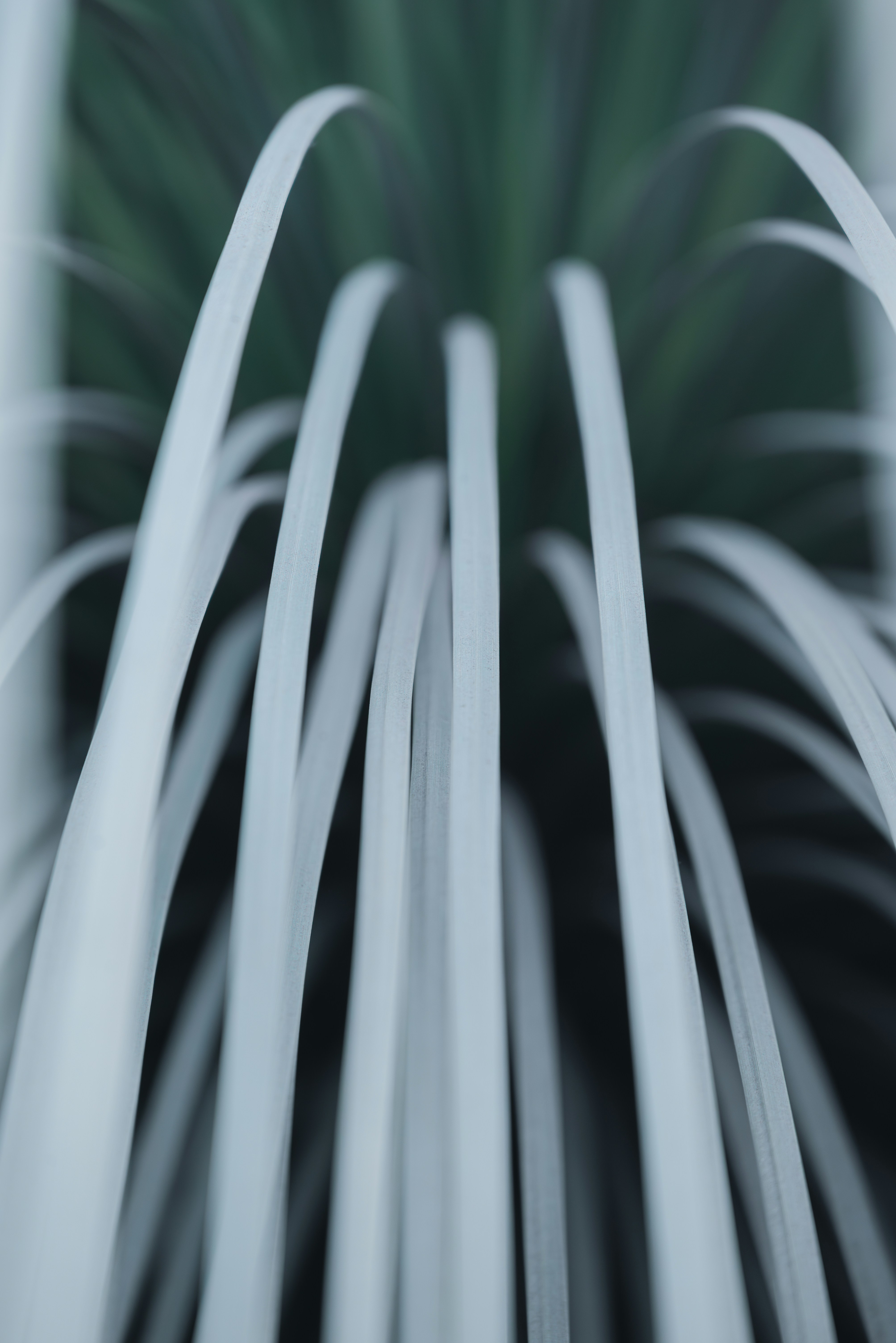 Whispers of White: A Macro Study of Silent Leaves