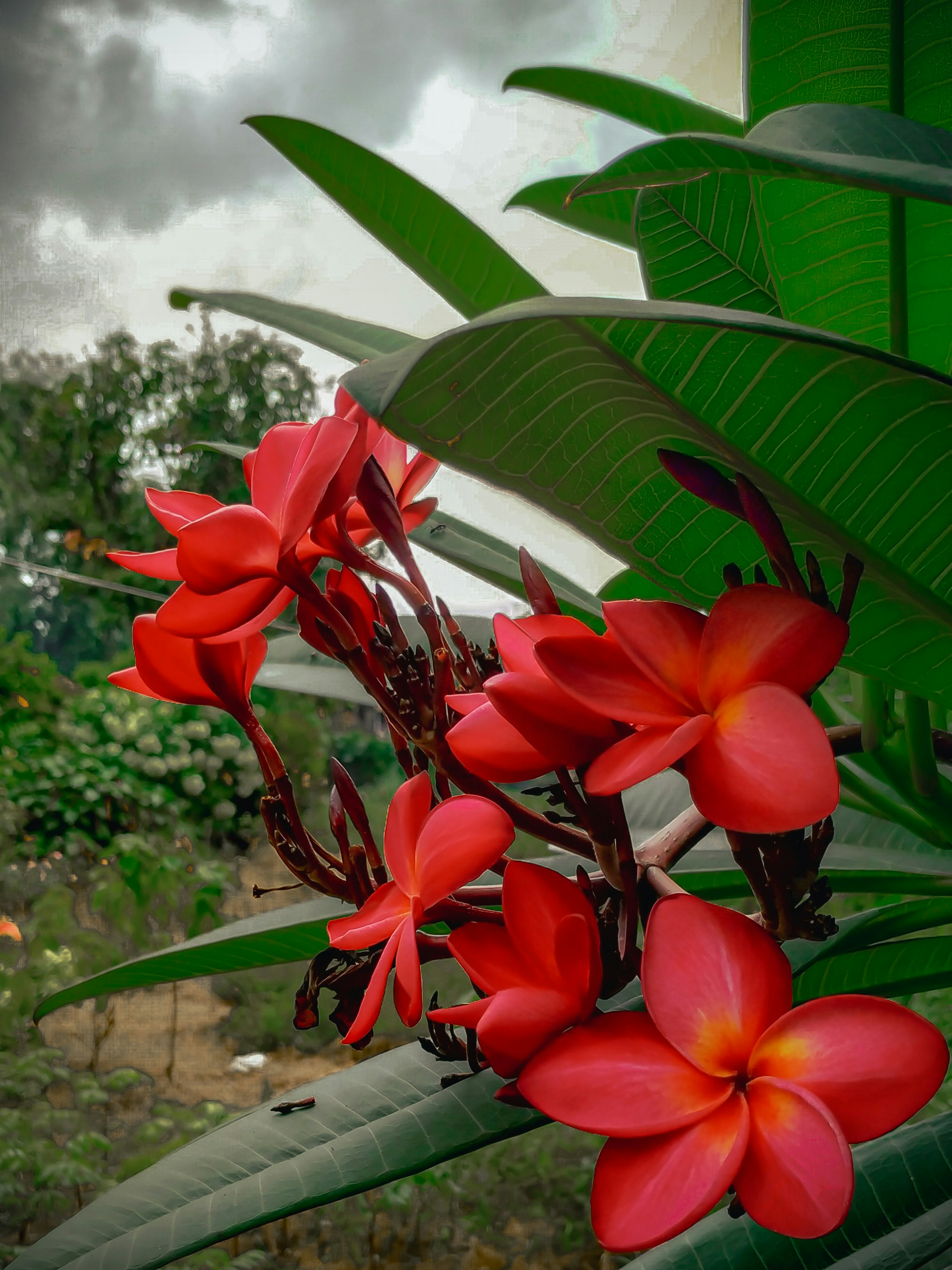 Vivid crimson plumeria blossoms cluster among glossy green leaves in a lush garden. The close-up foreground contrasts with a softly blurred background, emphasizing flower detail.