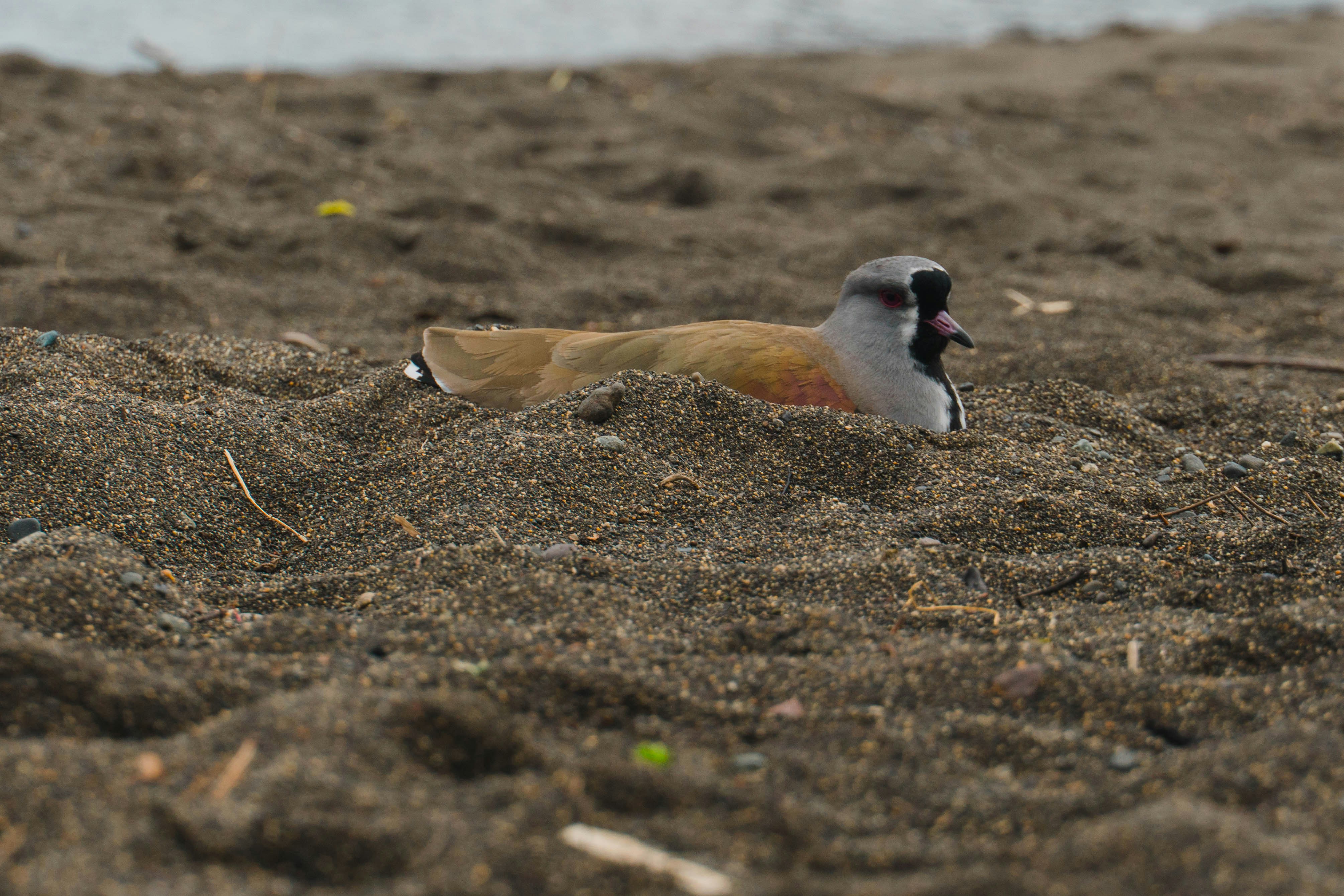 Buried in Light: a beach wader peeks from the sand