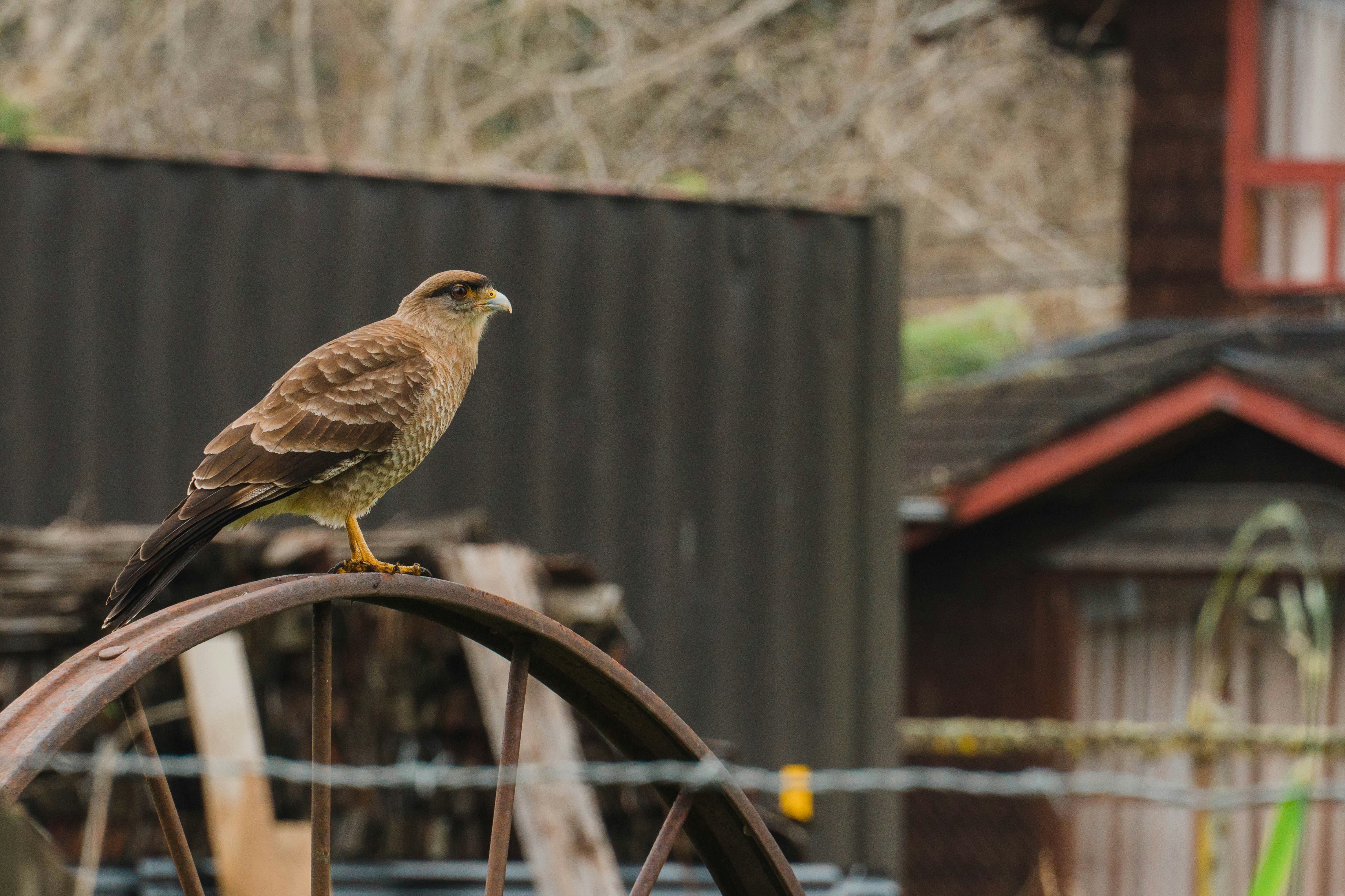 Perched on Rust: A Brown Bird of Prey Dominates a Weathered Wheel in a Quiet Backyard