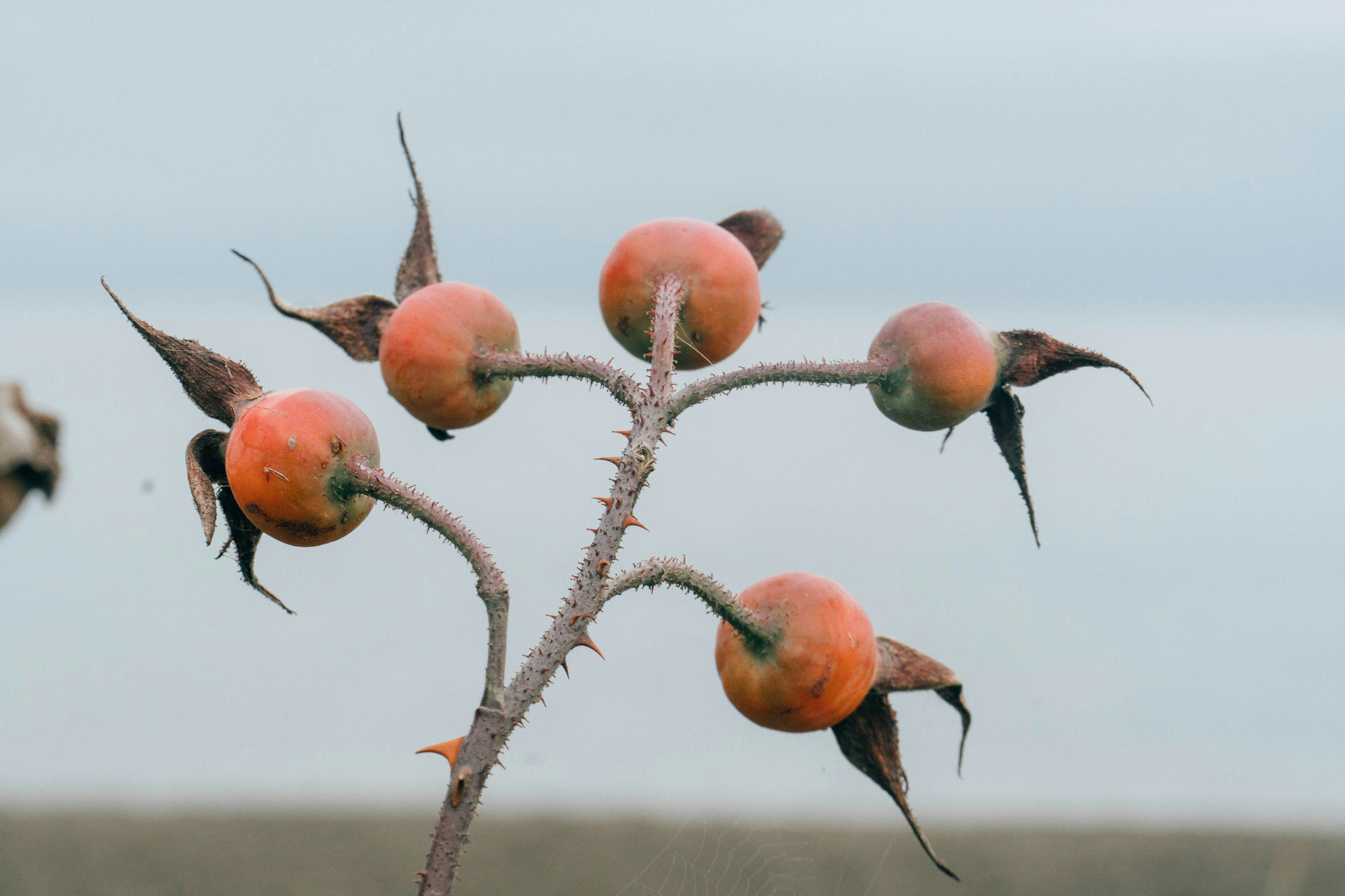 Frosted Rose Hips Framing a Quiet Seascape