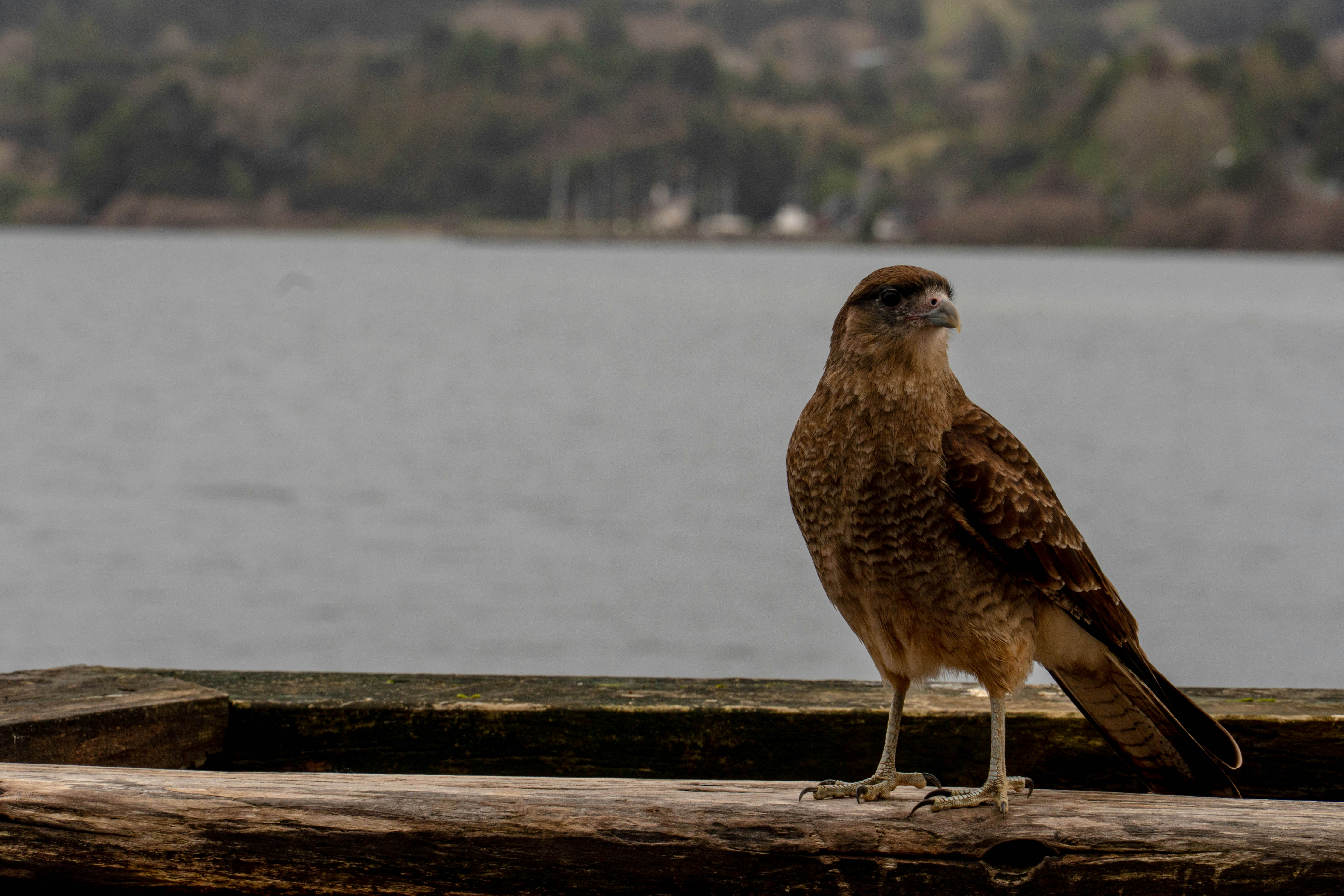 Sturdy Red-tailed Bird on Weathered Log Over tranquil water