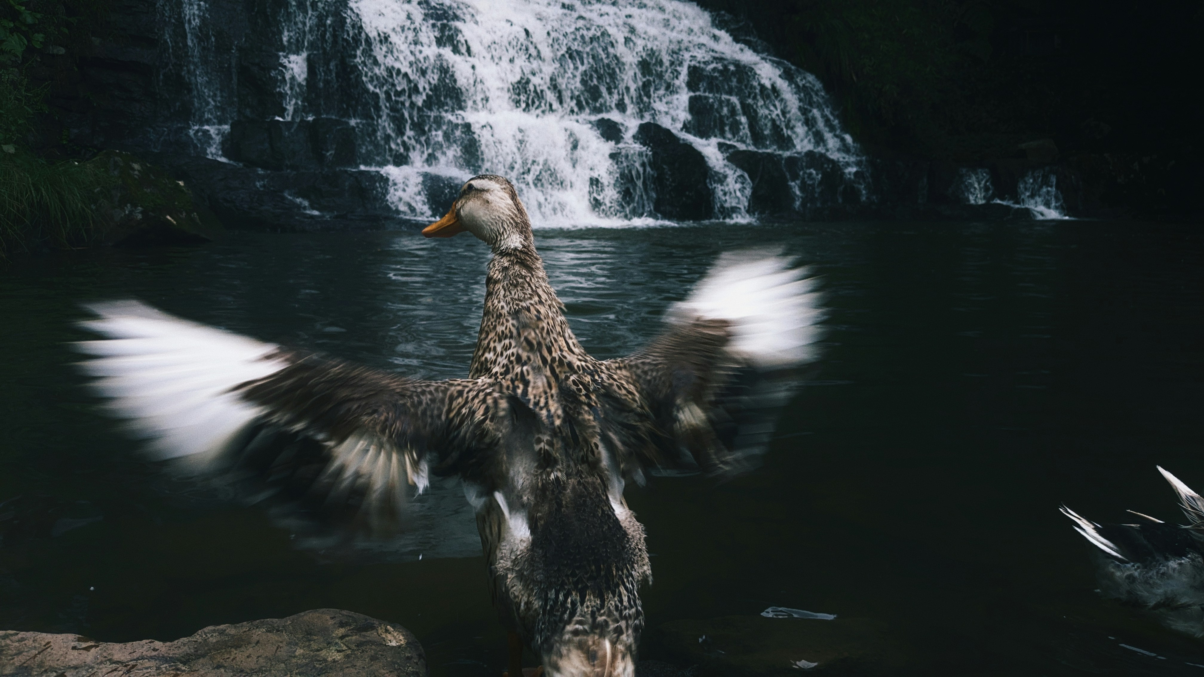 A duck flaps its wings in front of a waterfall photo – Free Bird Image ...