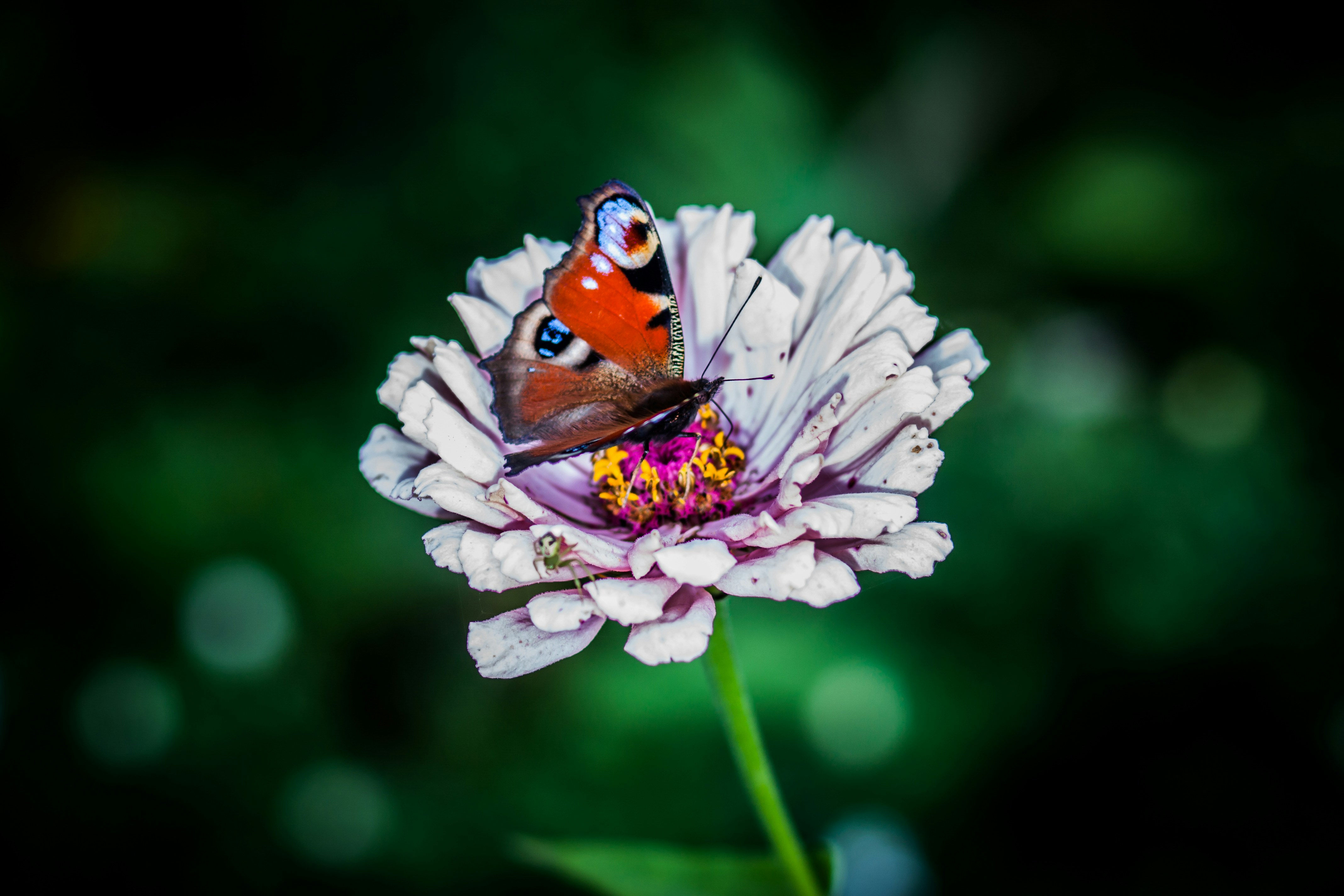 Peony Stage: A Red Admiral Finds Center Stage on Petaled Bloom