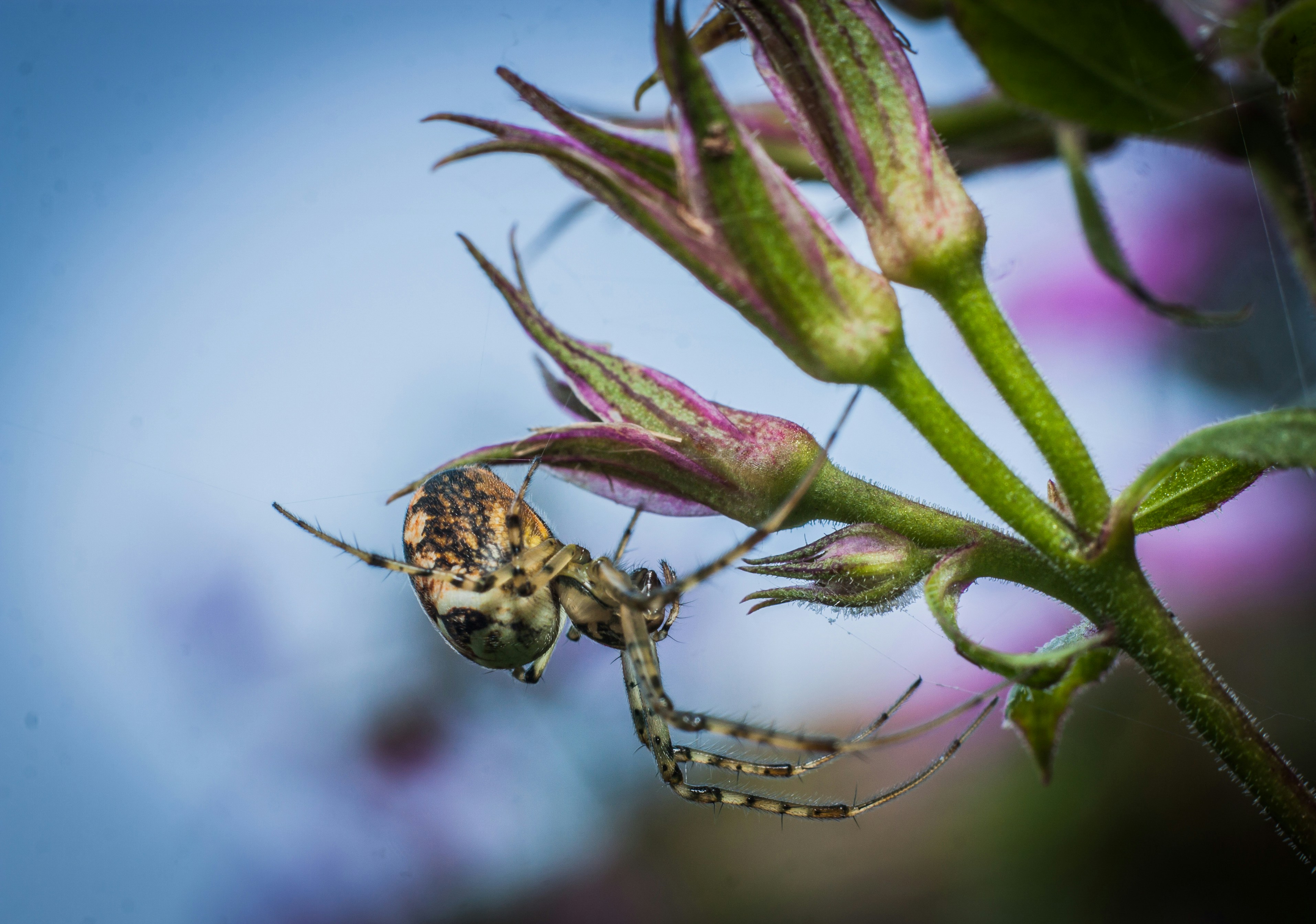 Between Buds: Macro Portrait of a Spider on a Violet Bloom