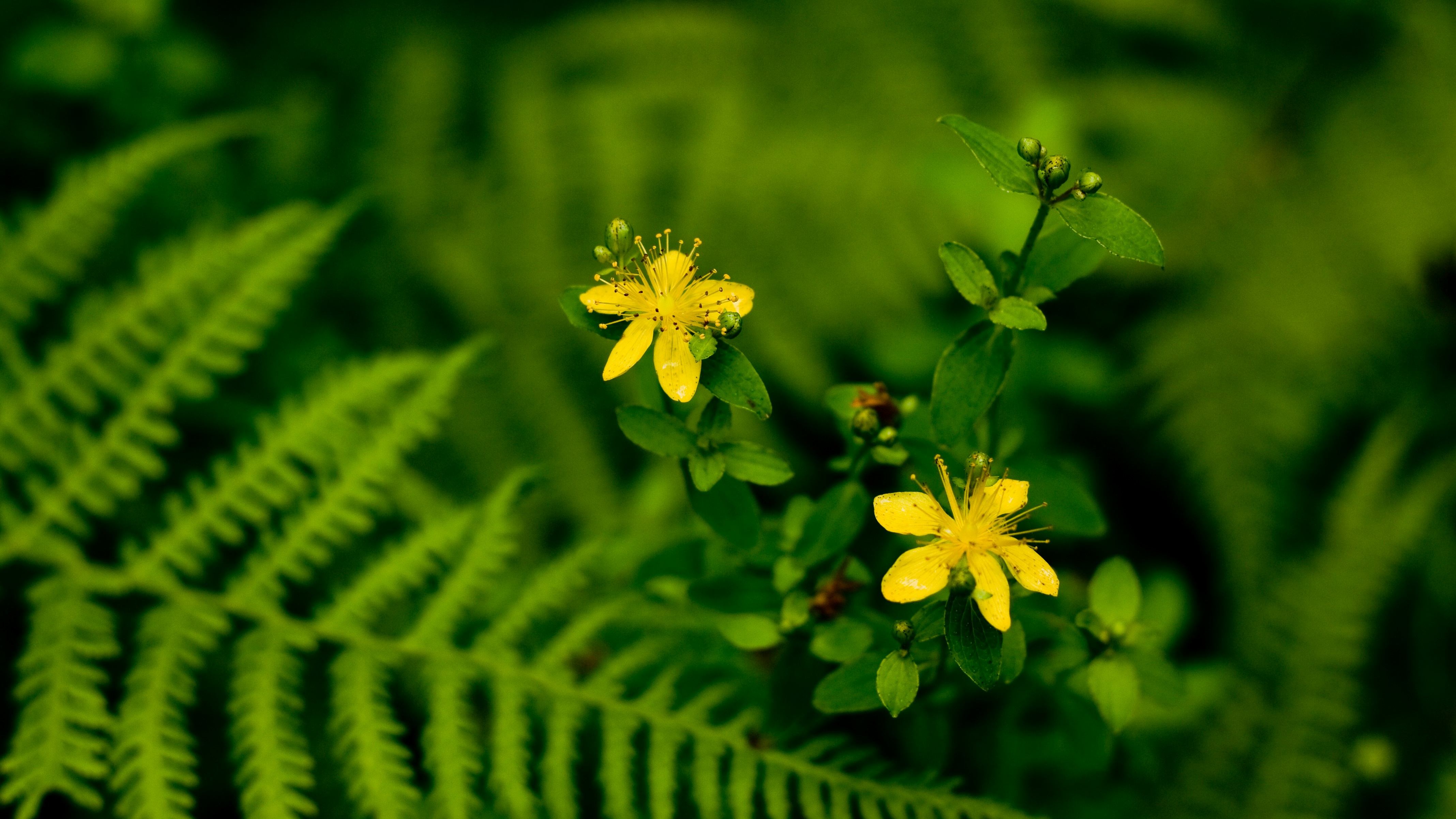 Photo by Jan Kraus with Canon EOS 450D