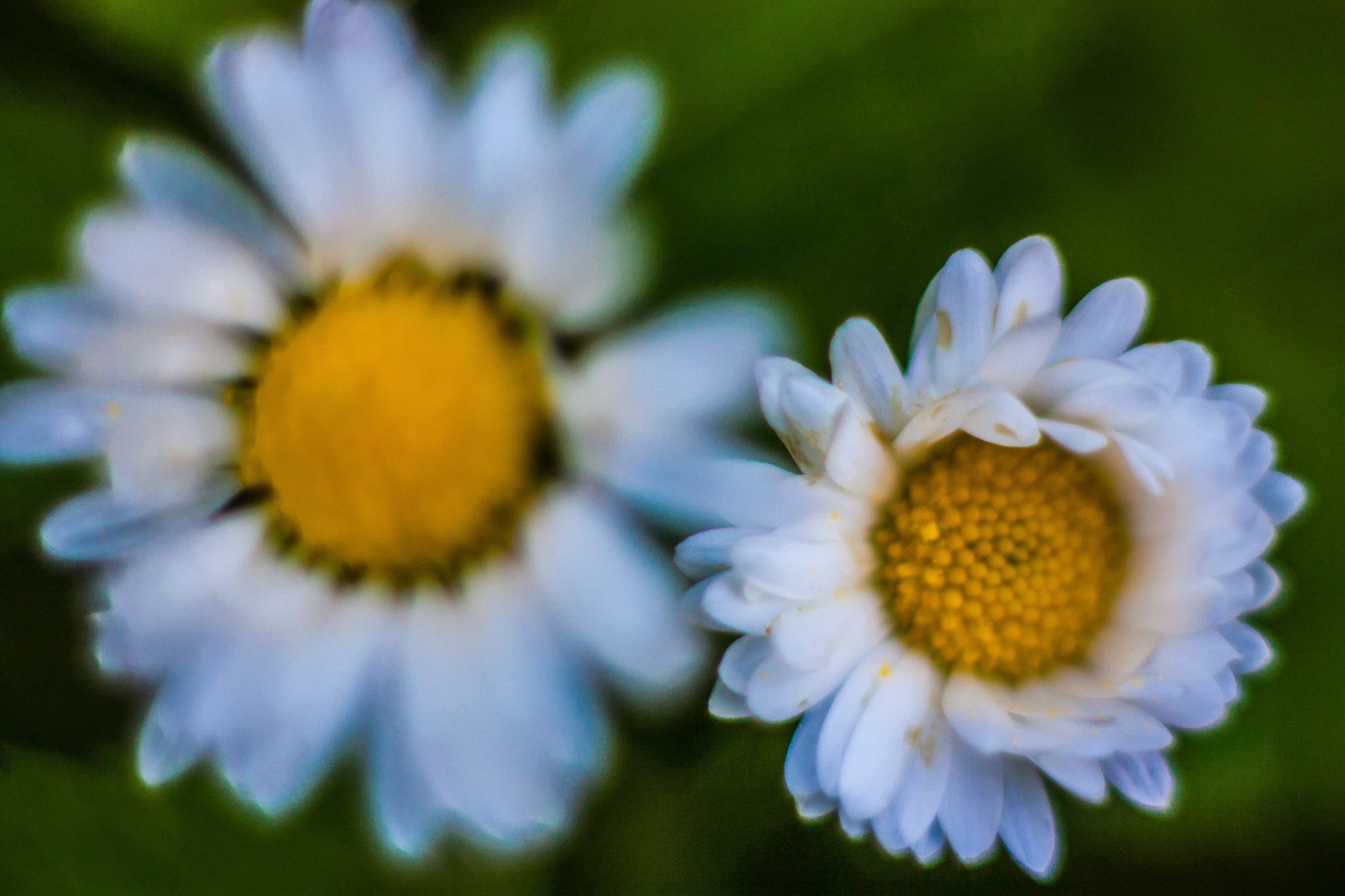 Near-Front Daisy Duo in Soft Focus Morning Light