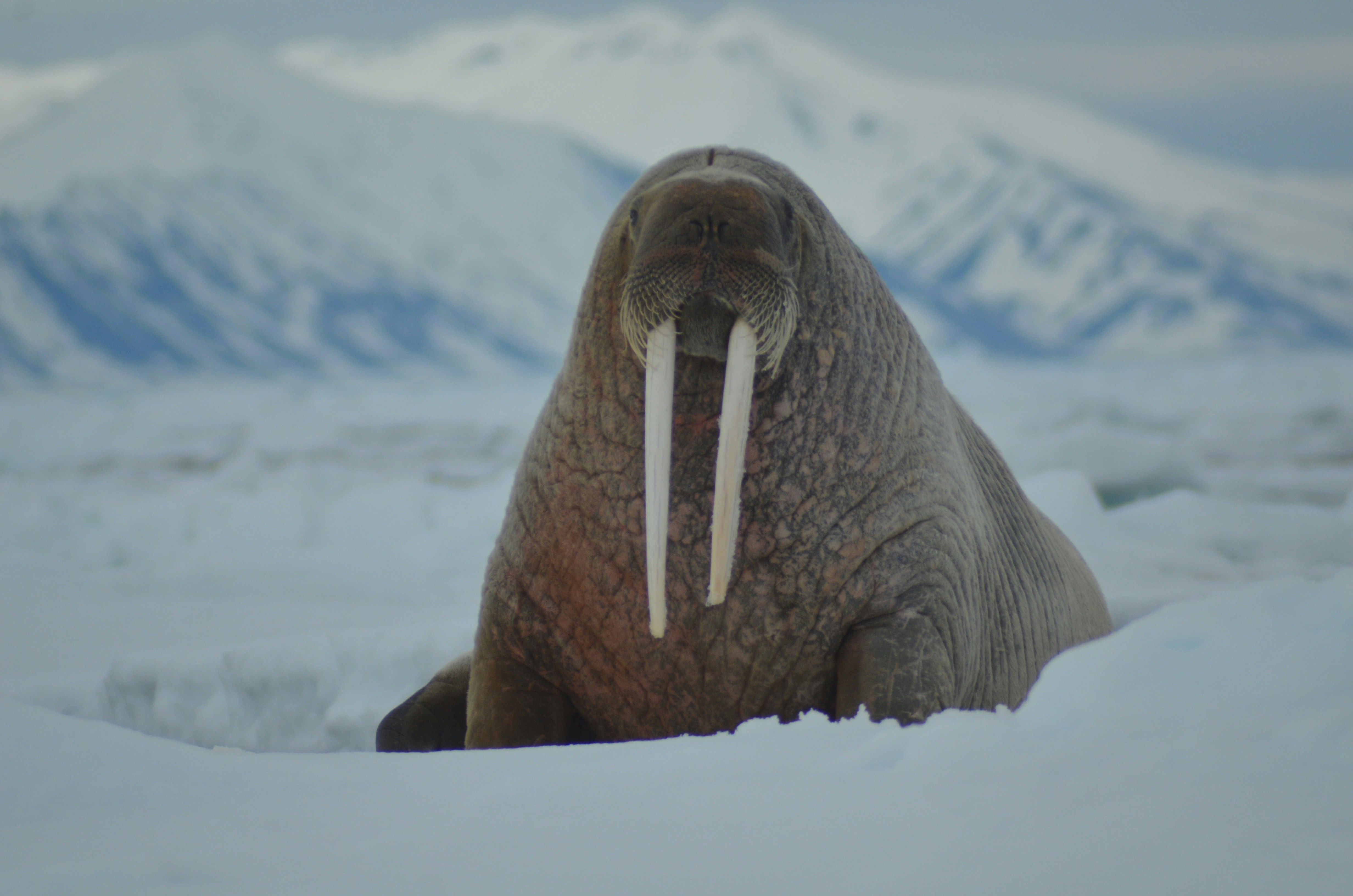 Walrus Pictures | Download Free Images on Unsplash