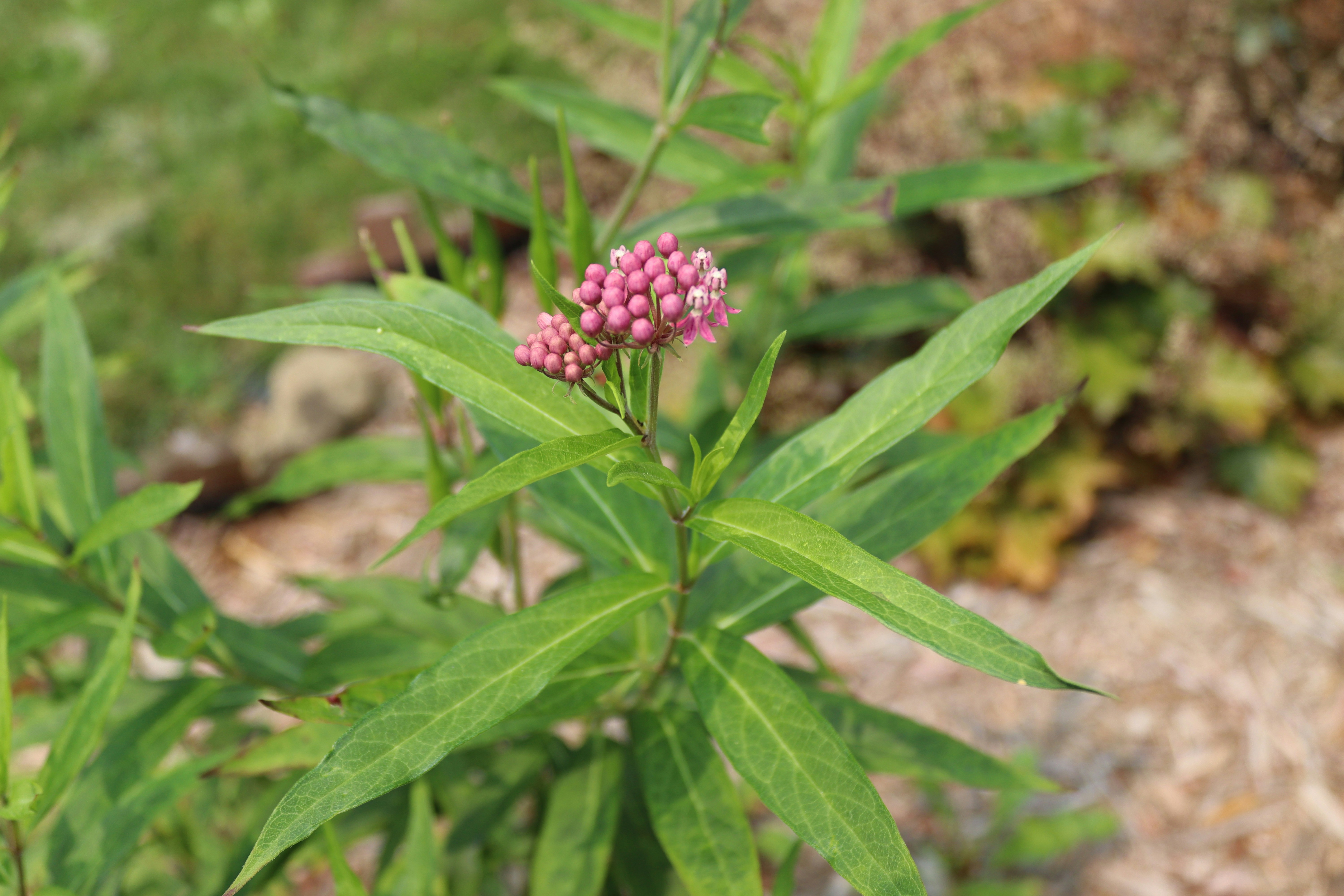Pink Crown Among Green: Close-up of a Tiny Bud Cluster in Sunlit Garden