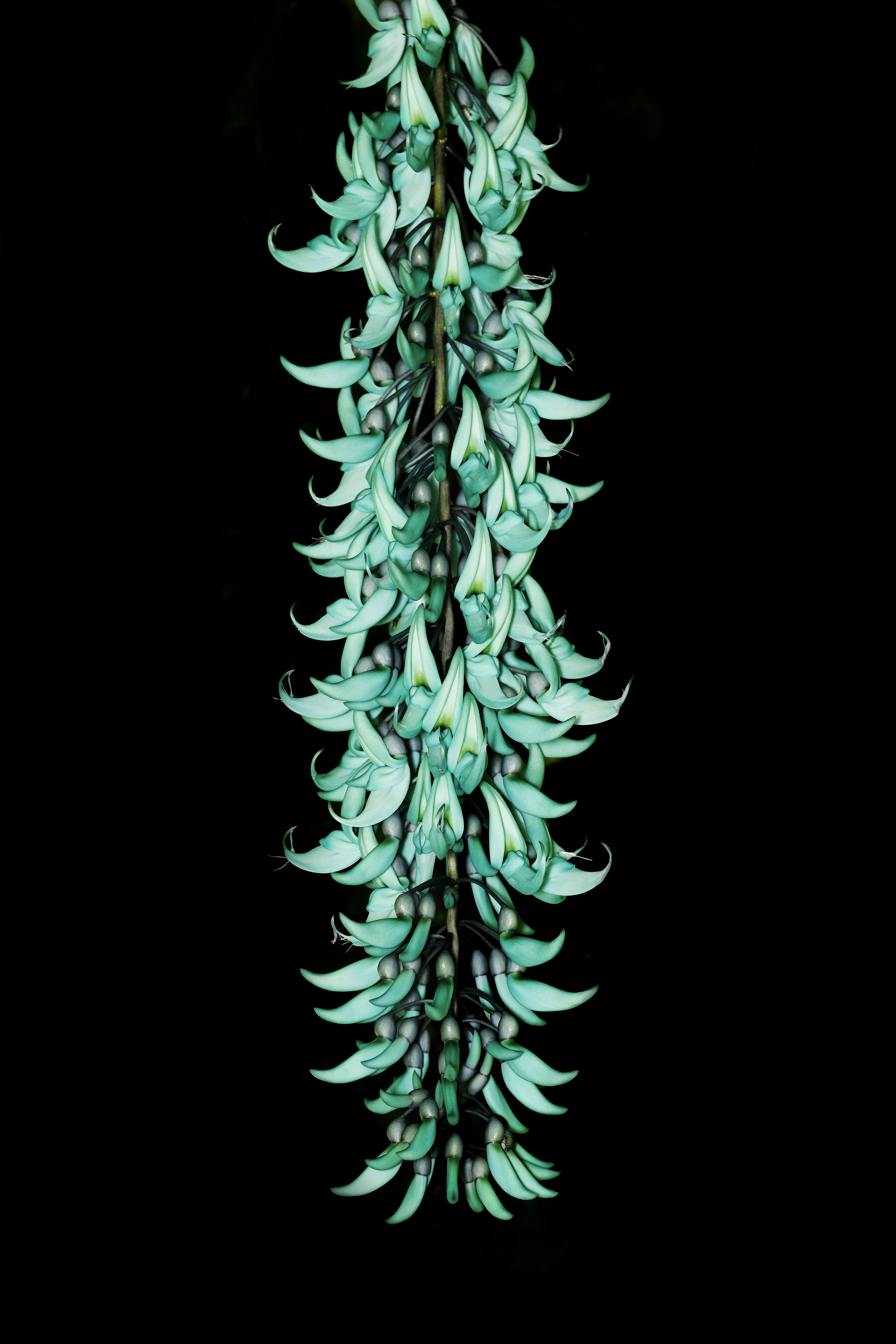 Emerald Haze: A Rope-like Cascade of Blue-Green Blooms
