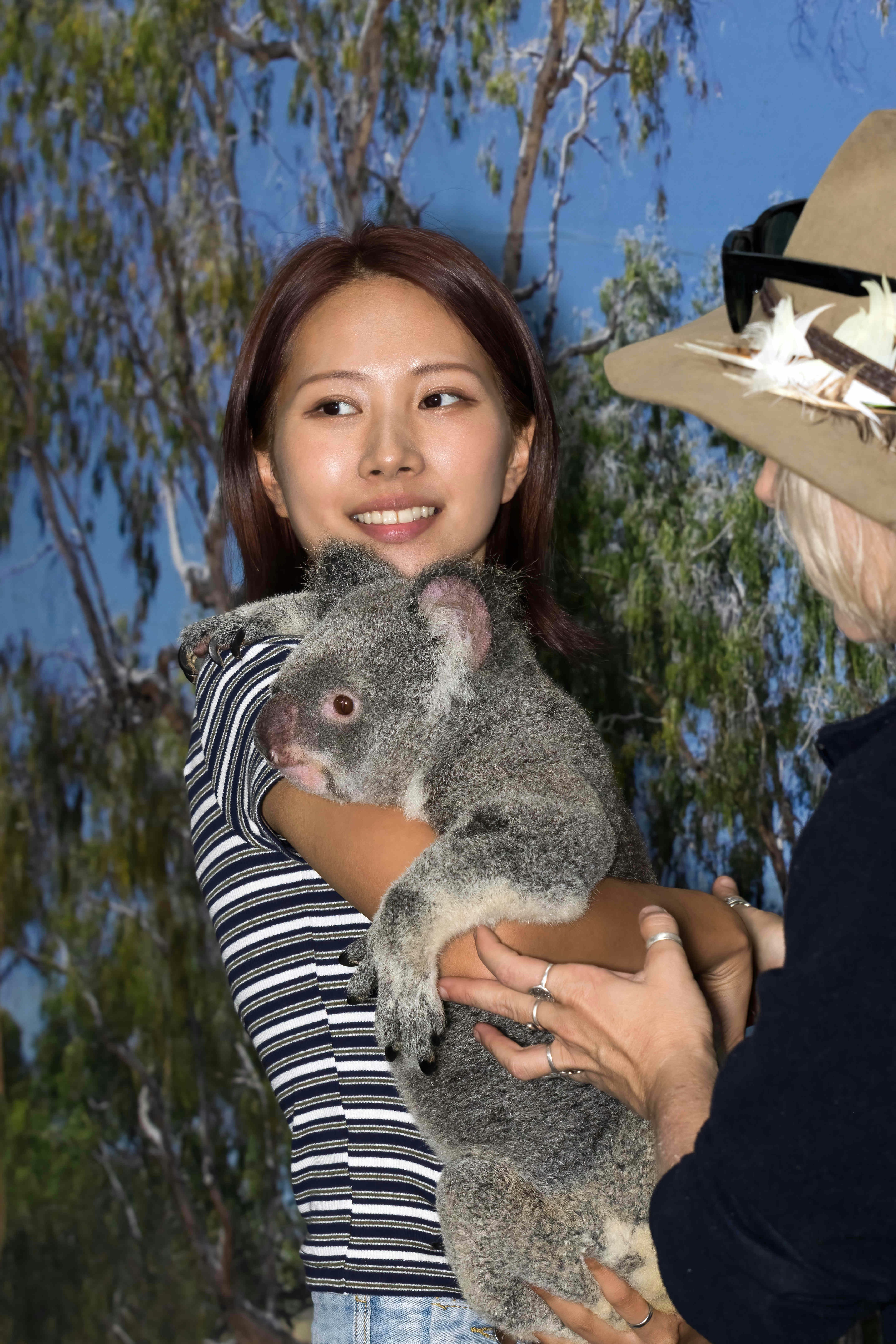 A young lady getting her photograph taken while cuddling a koala. Koala Gardens, Kuranda, Australia.