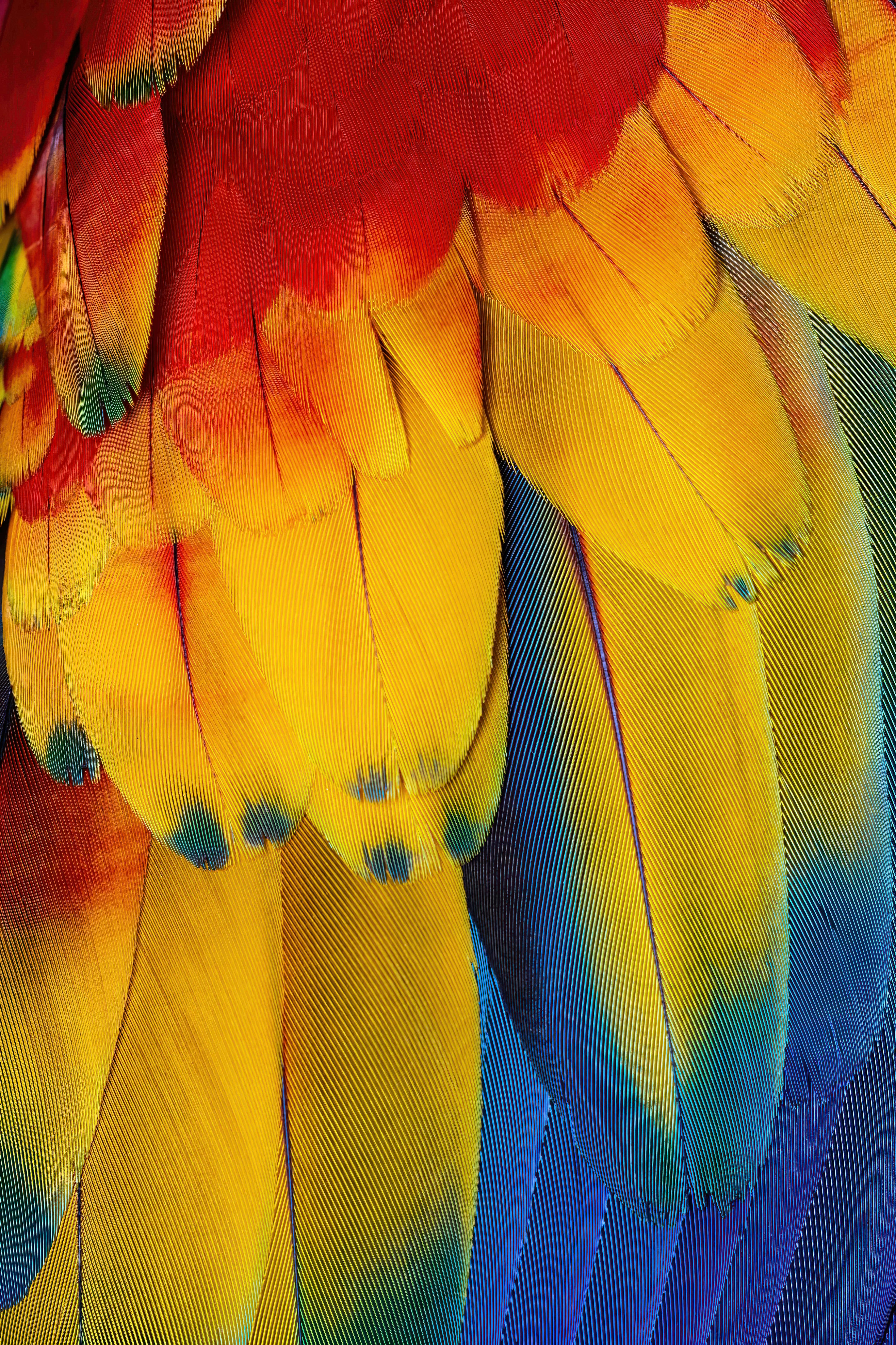 The flamboyant feathers of a Scarlet Macaw. Photo taken at Kuranda Birdworld in Australia.David Clode