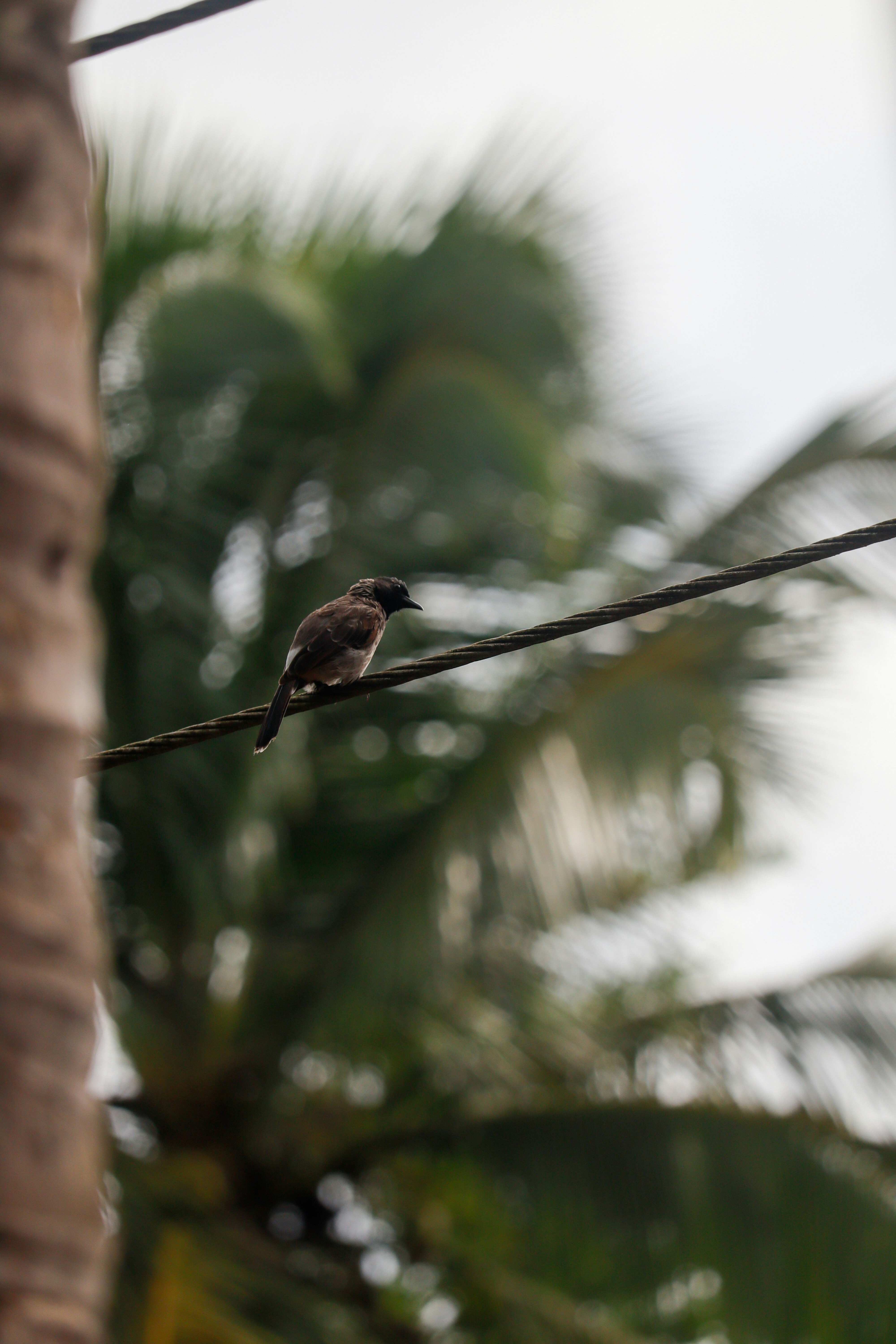 Wirebound Watcher: A Tiny Bird Perched on a Diagonal Cable Amid Palm Fronds