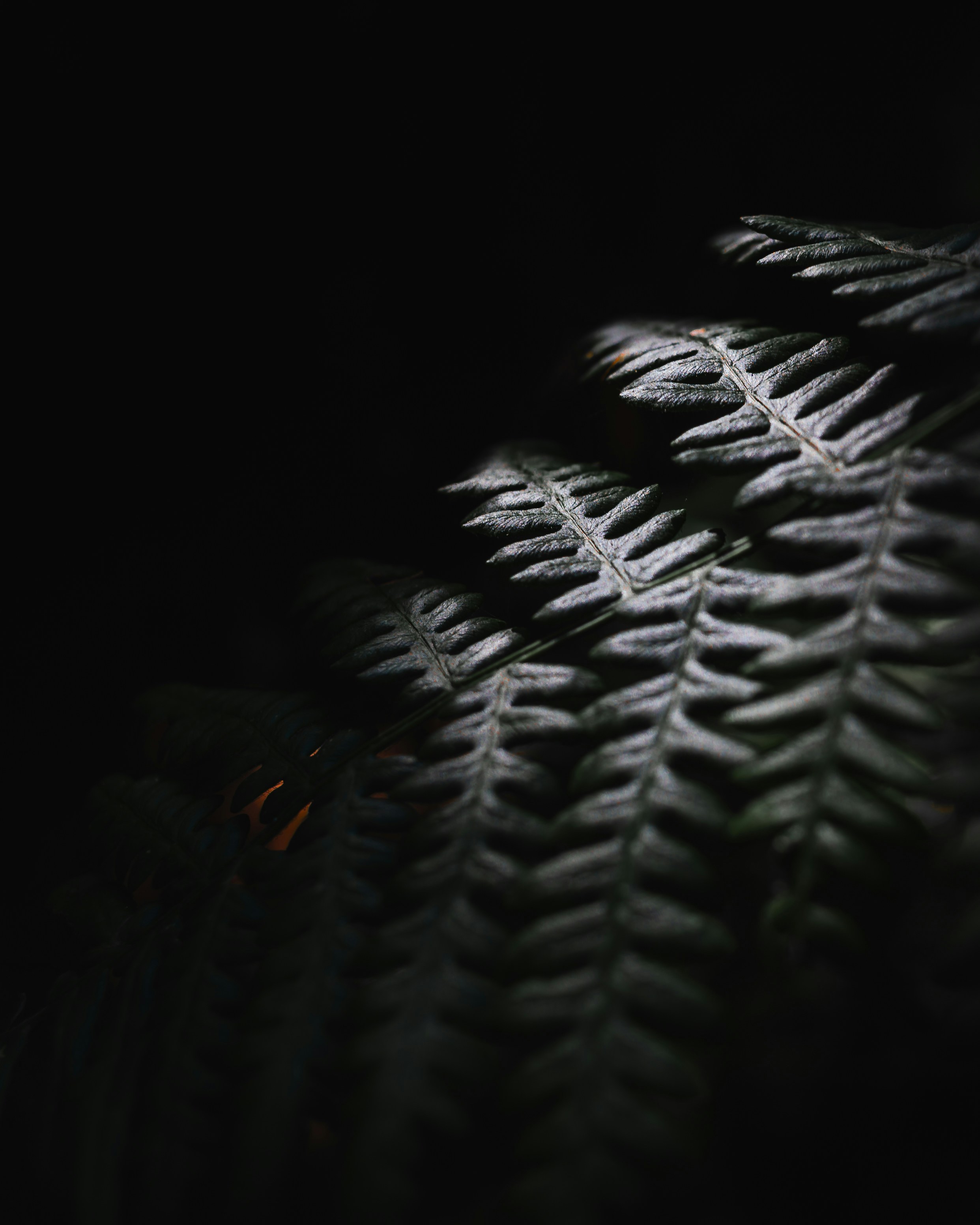 Shadowed Fern: A Sliver of Light on Dark Fronds