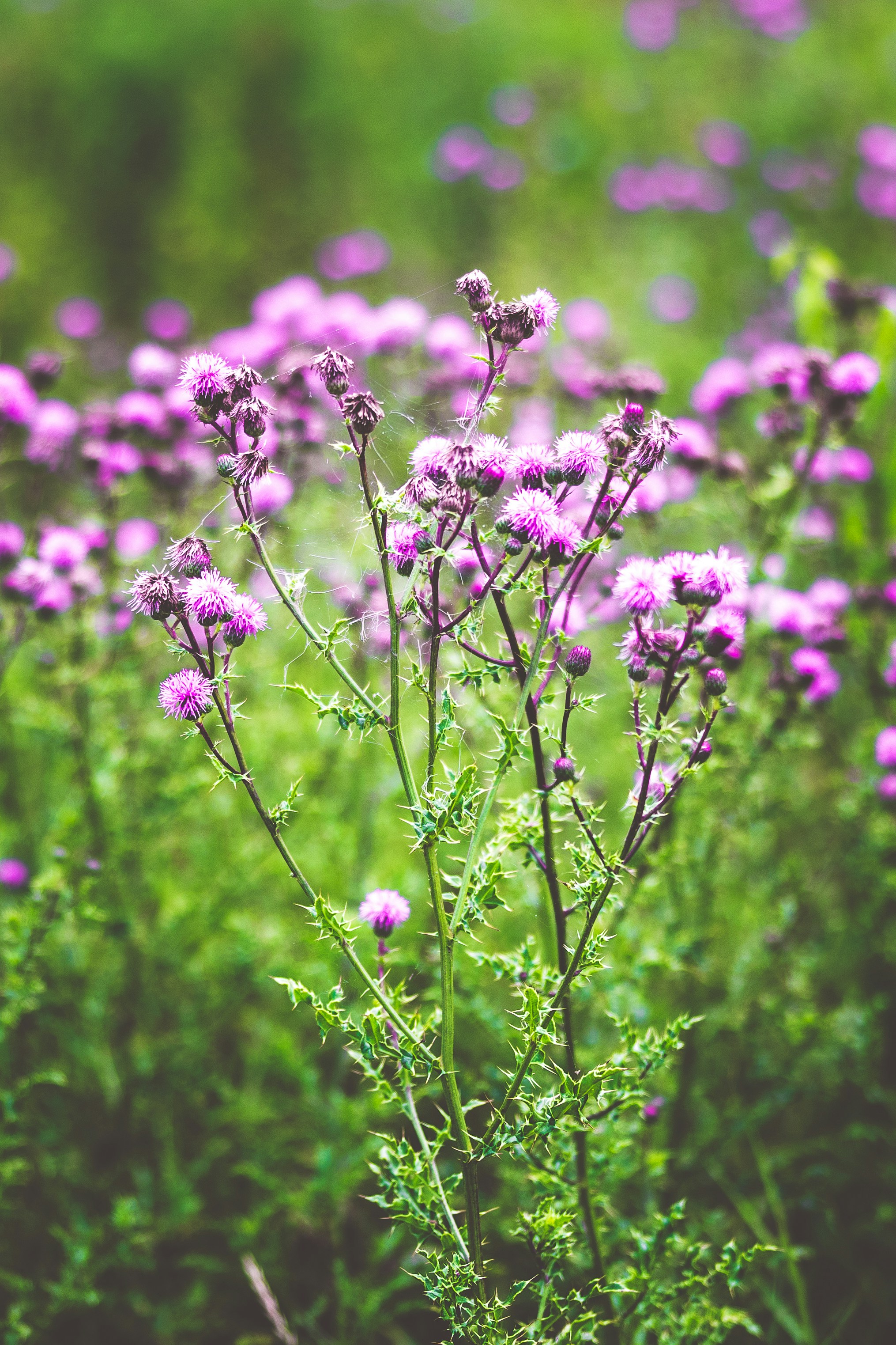 Photo by Peyman Shojaei with Canon EOS R6