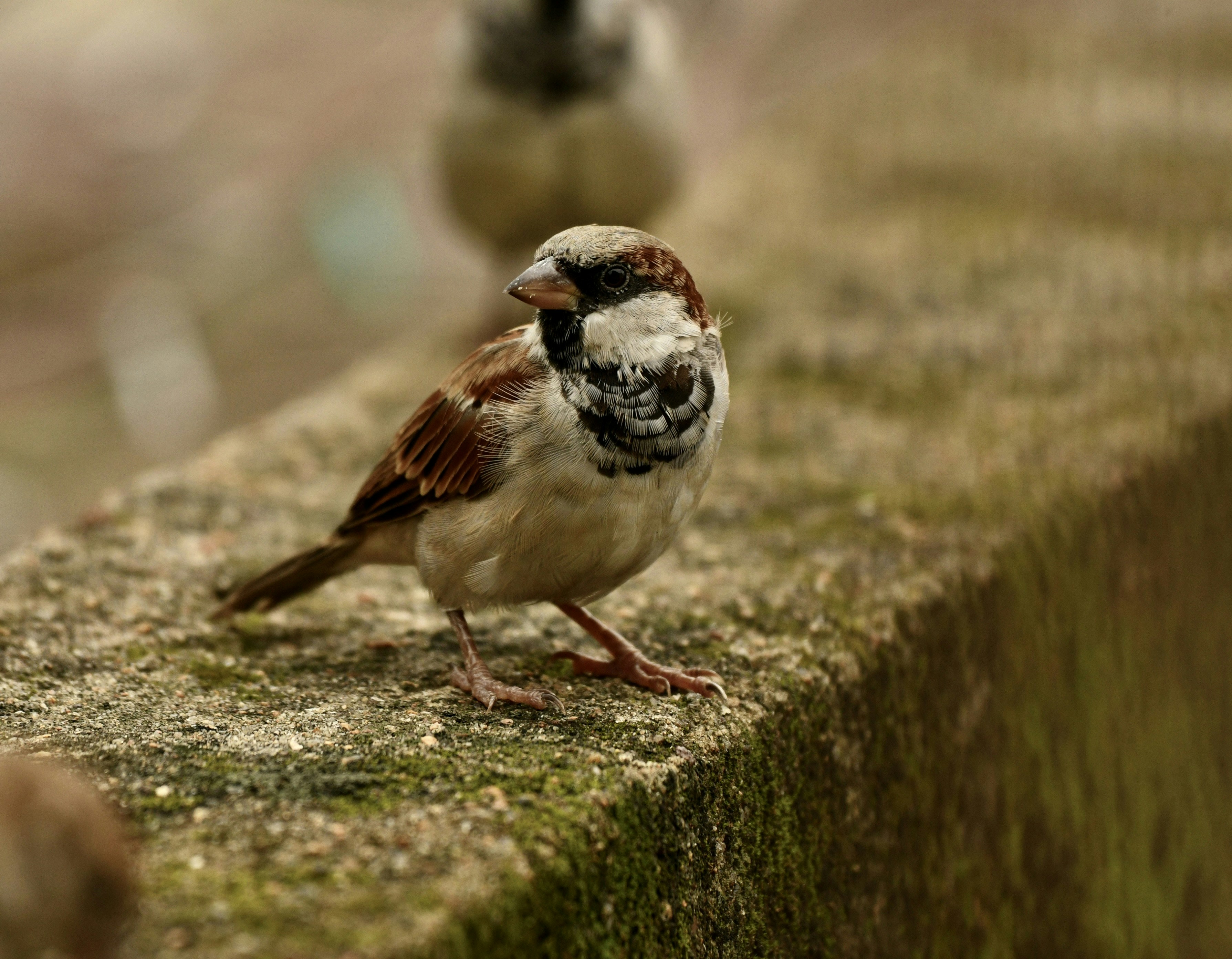 A couple of birds that are standing on a ledge photo – Free Small Image ...