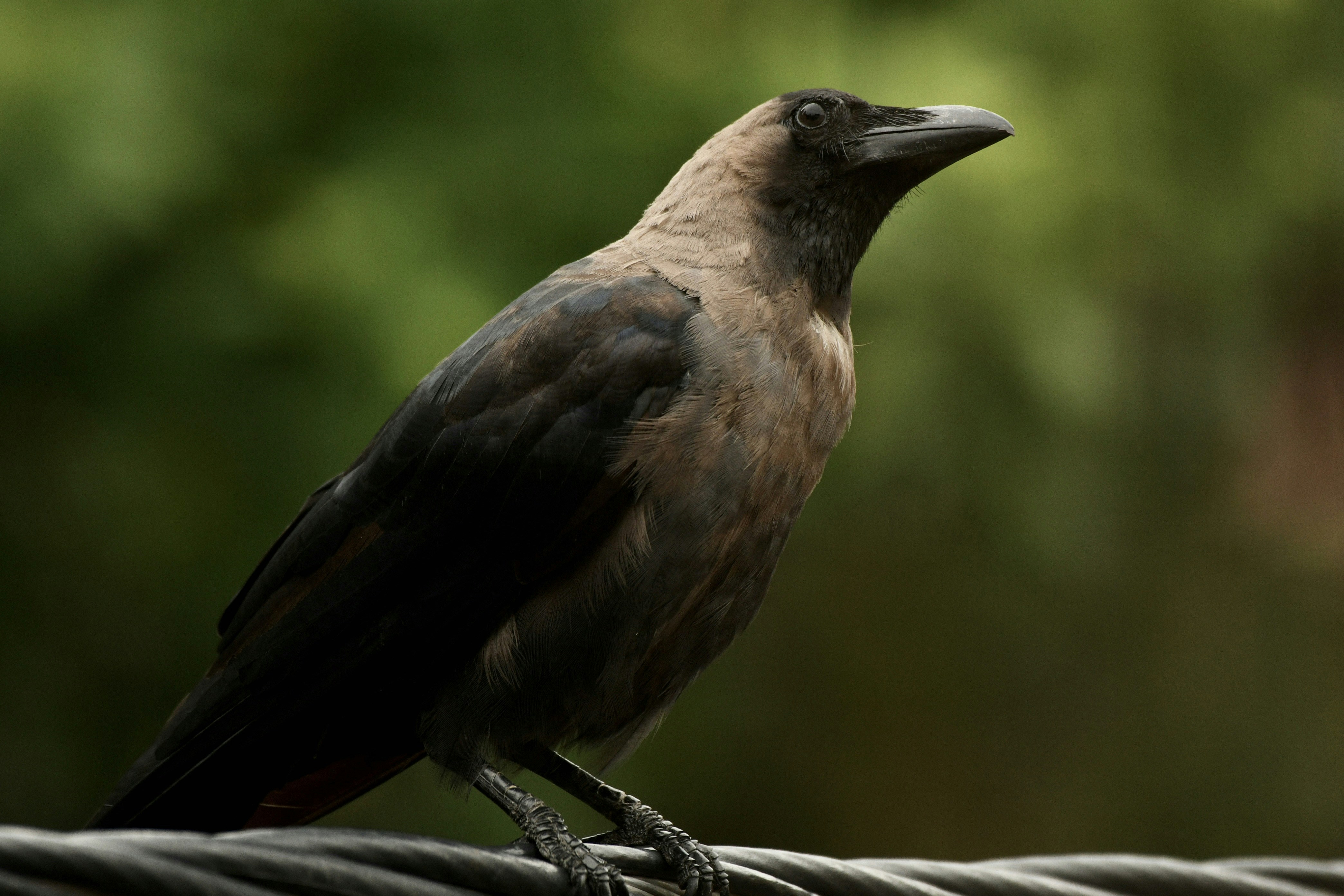 Bronzed-neck Crow Perched on a Weathered Rail Under Quiet Green Light