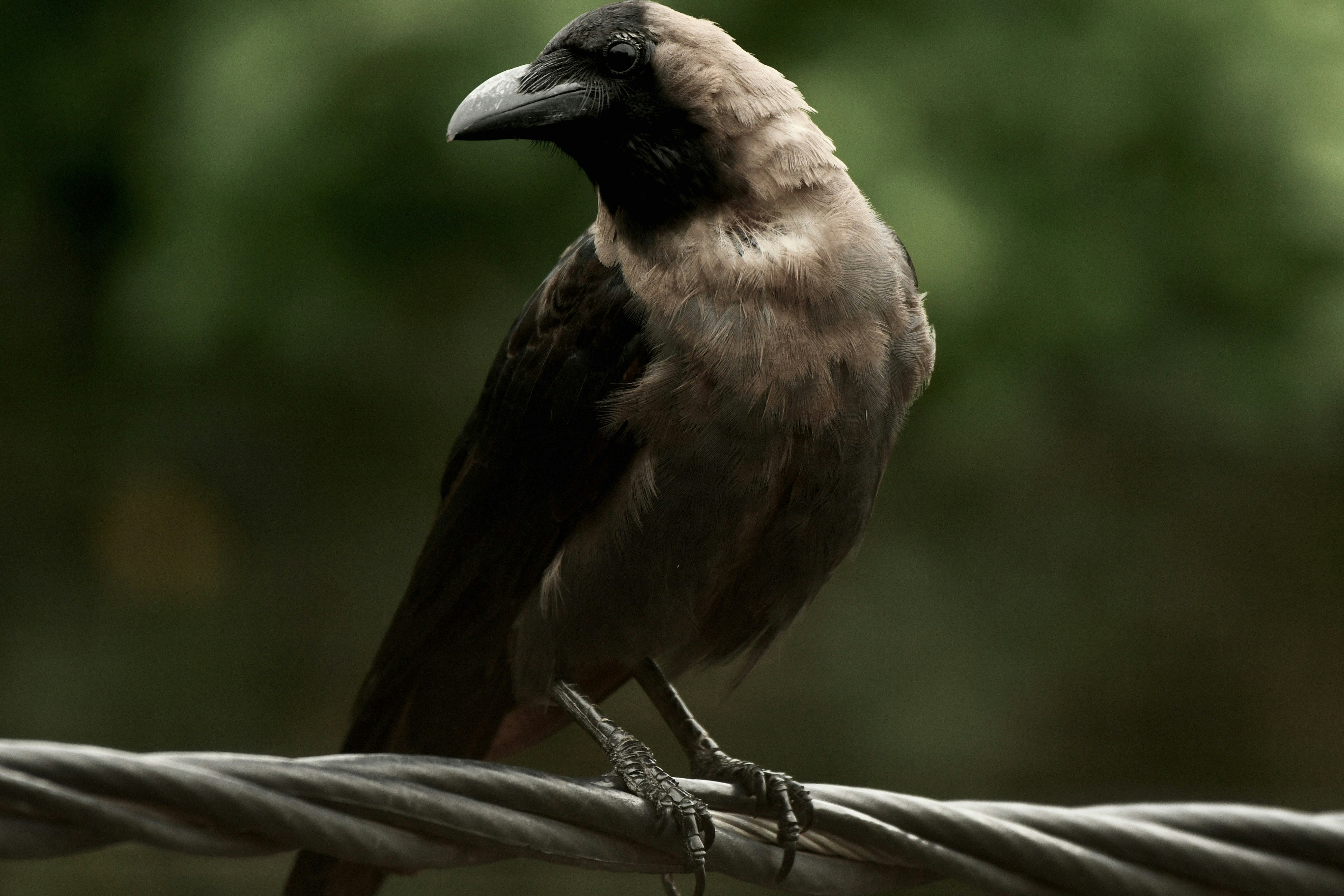 Raven at Dusk: Vigil on a Weathered Wire