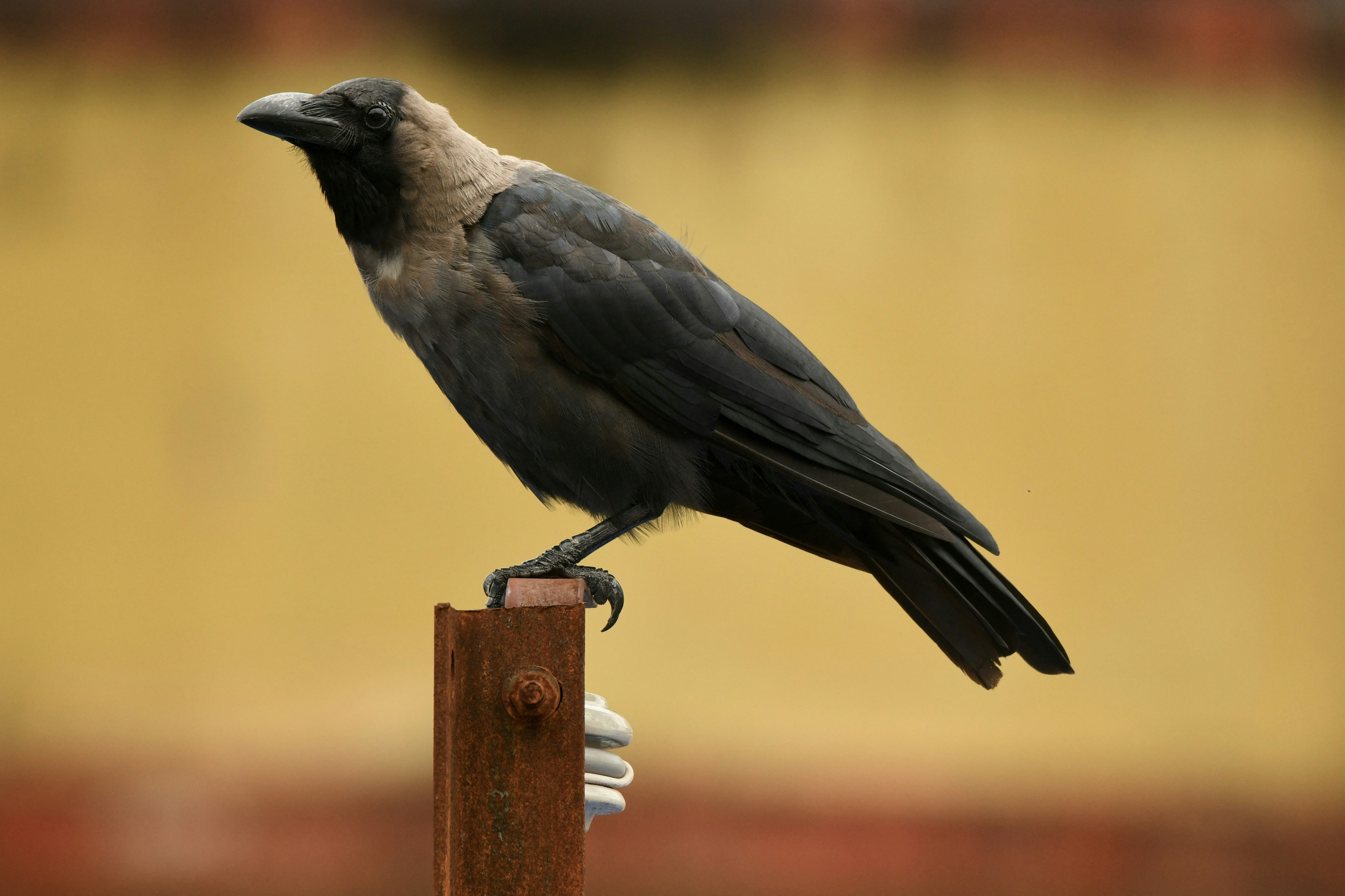 Raven Sentinel on a Rusted Post Against an Amber Backdrop