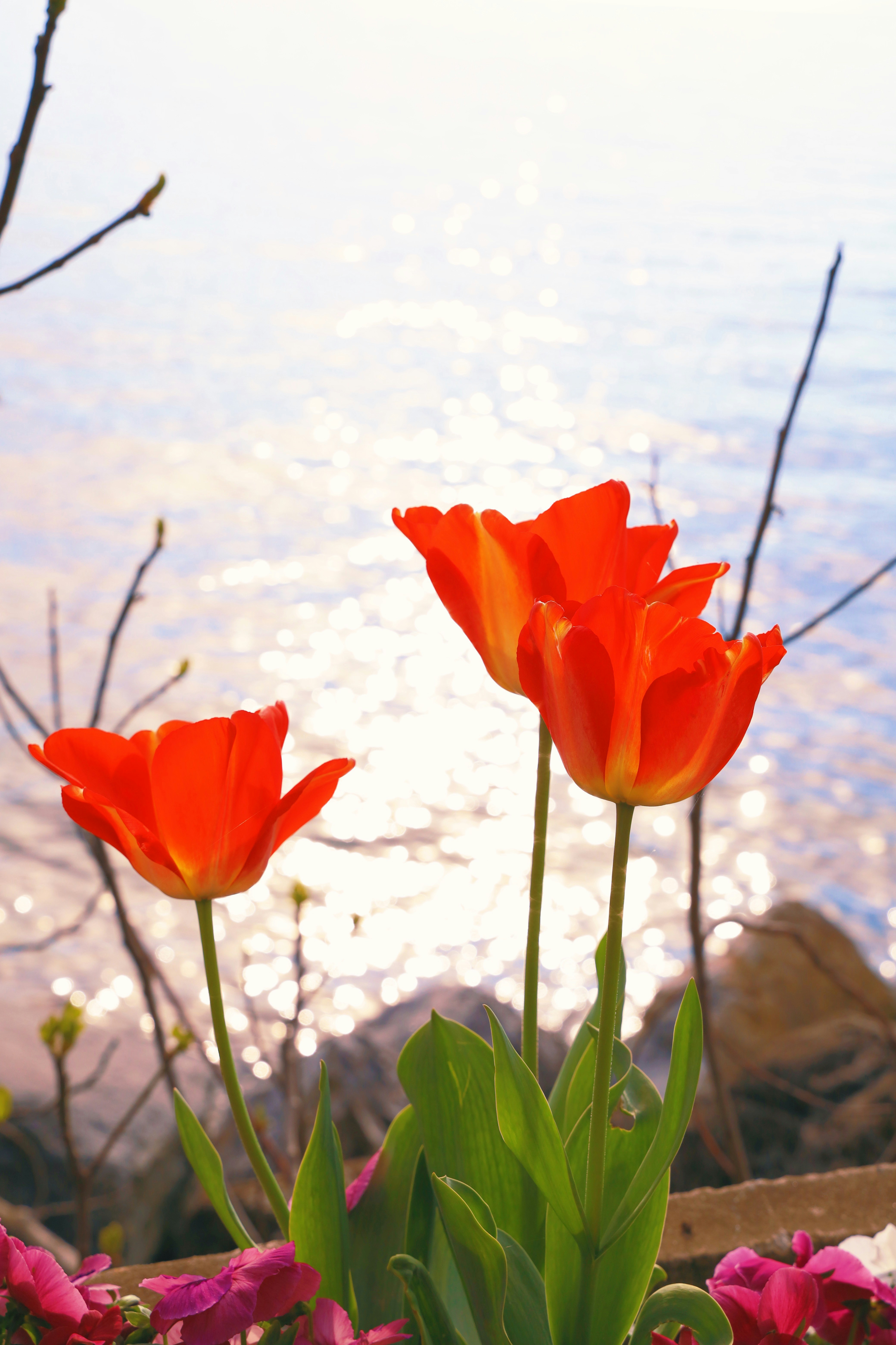 Crimson Tulips Framing a Glimmering Lakeside