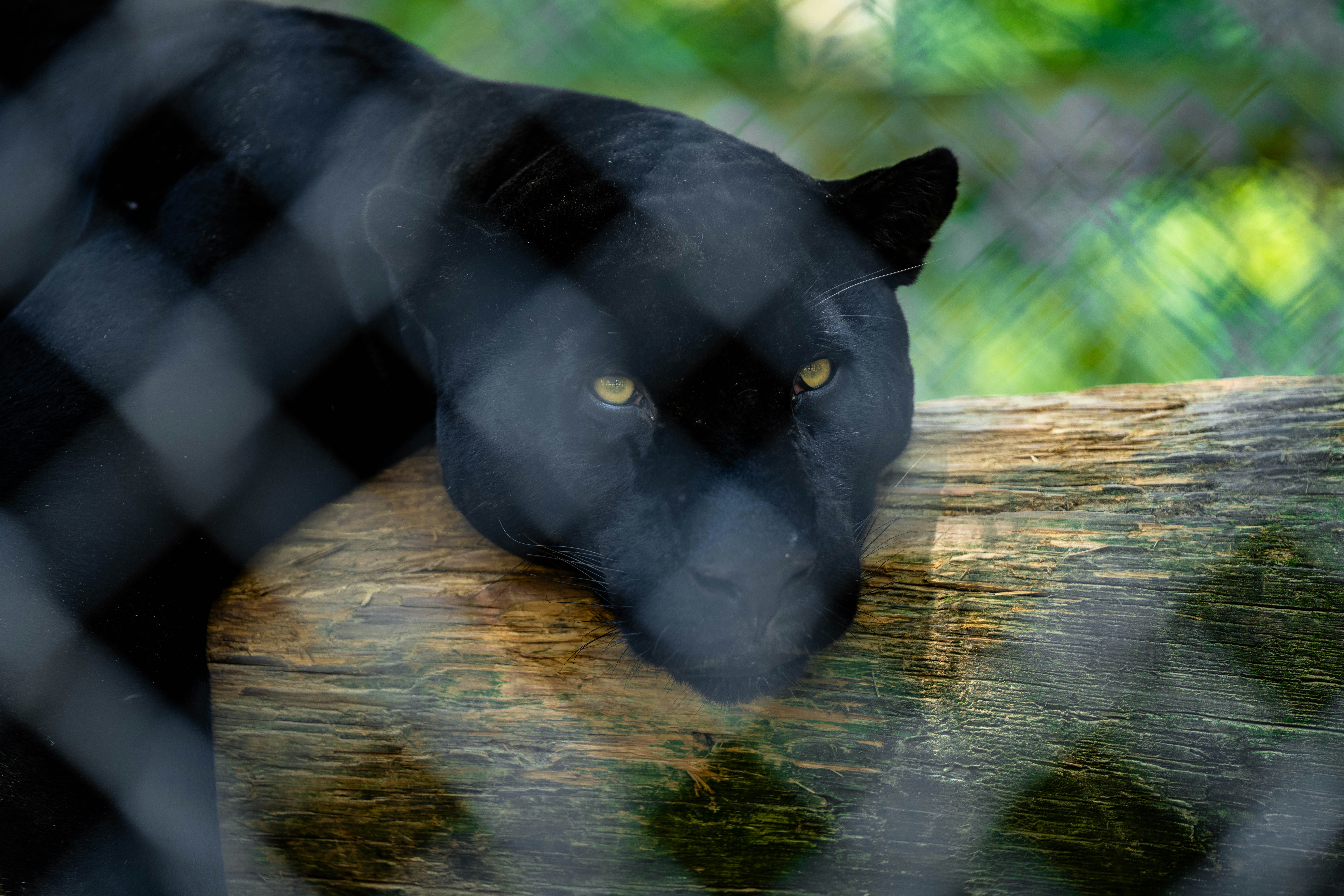 Hidden in the Wire: A Black Panther Resting on Weathered Wood