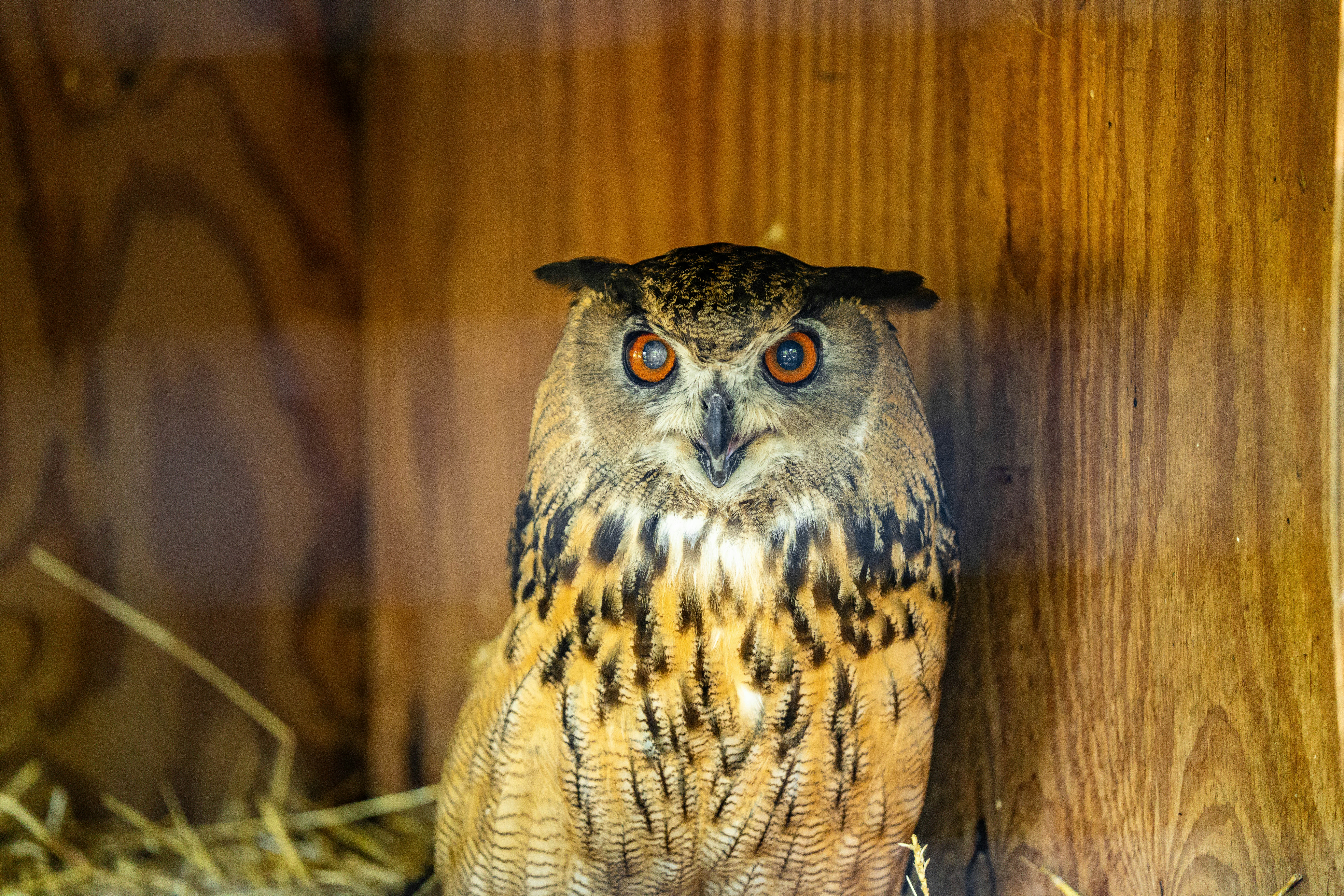 An owl sitting on top of a pile of hay photo – Free Animal Image on ...
