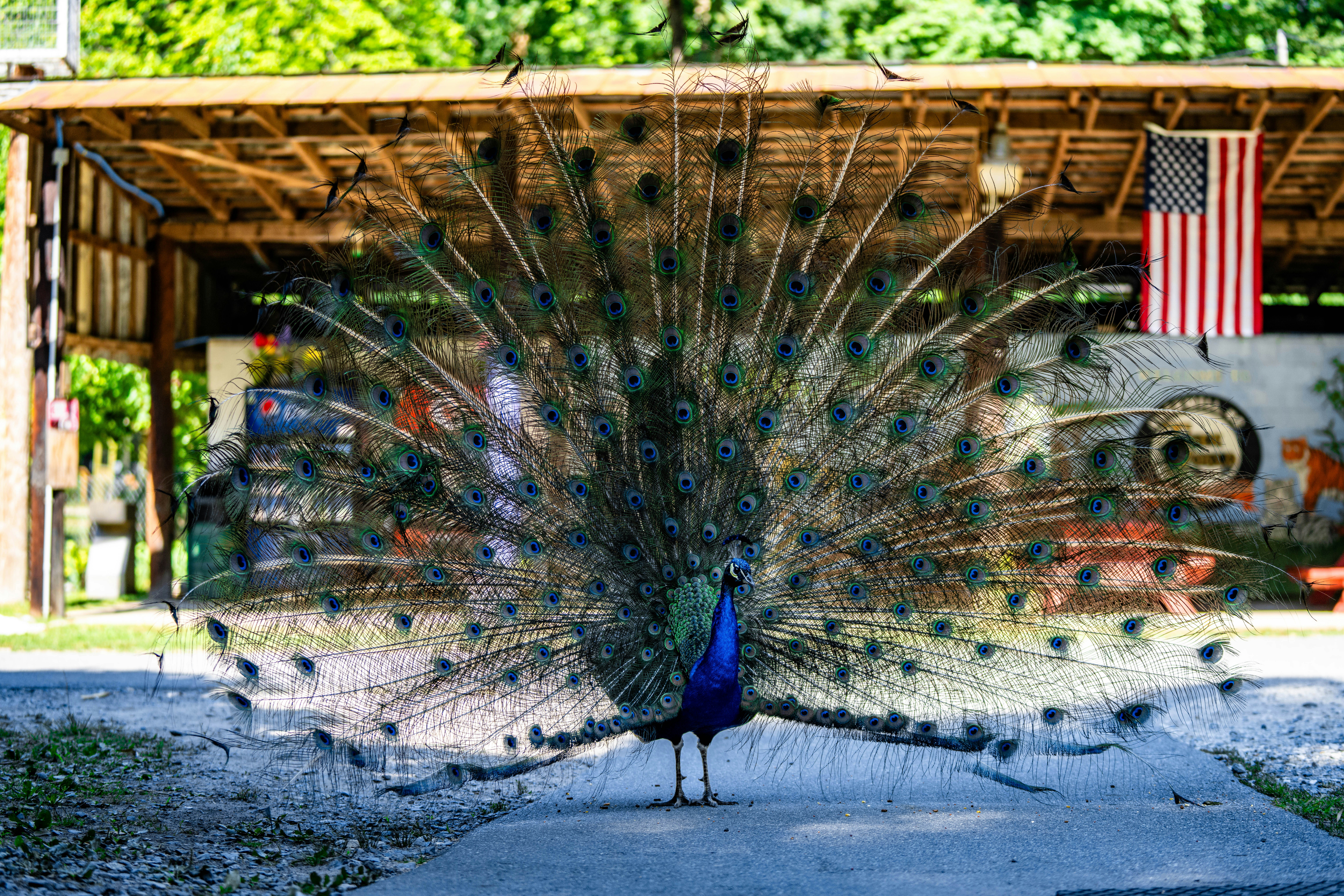 Peacock's Cerulean Crown Unfurls in a Sunlit Courtyard