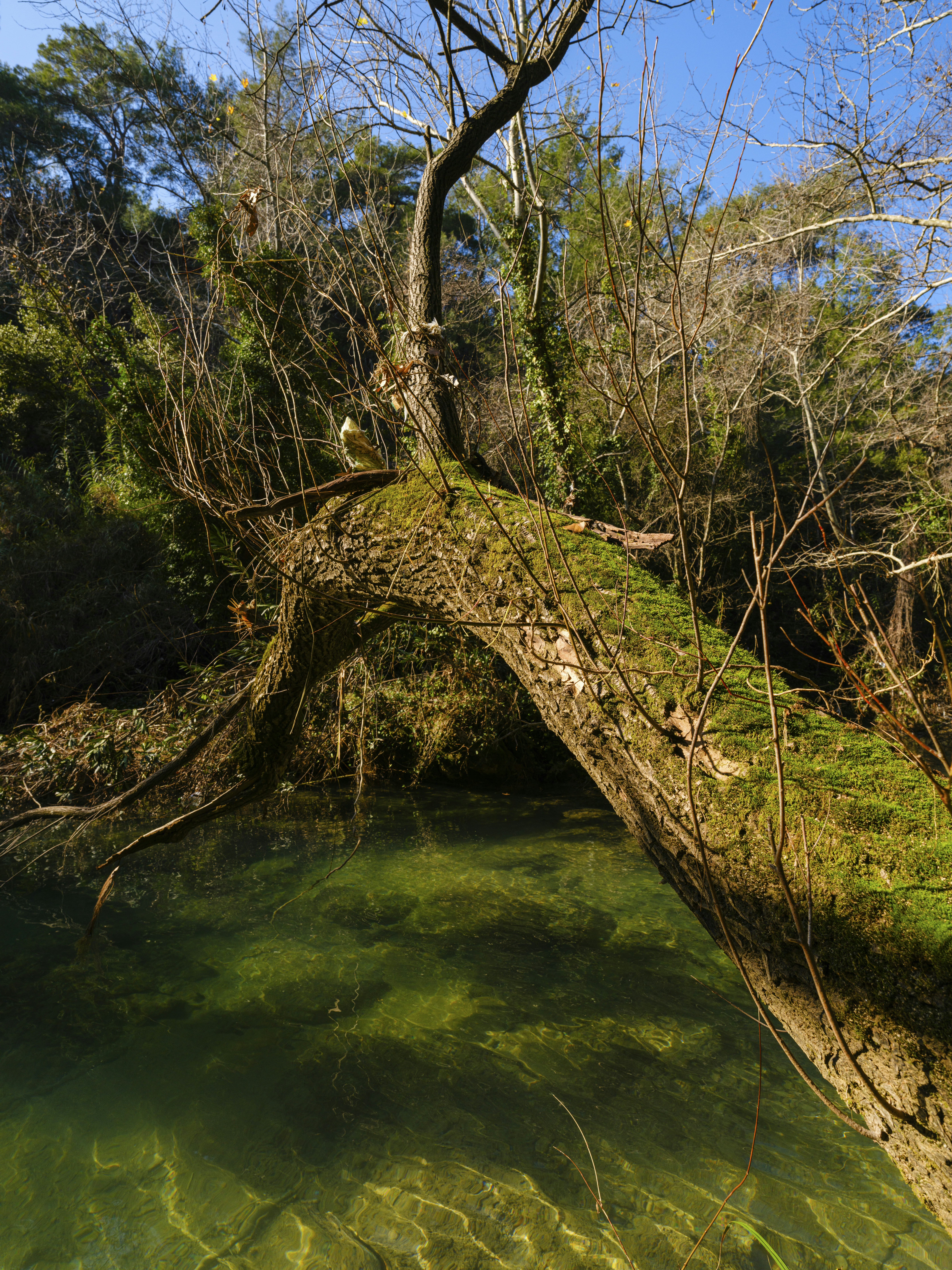 Moss-Curved Arbor Over a Emerald Stream