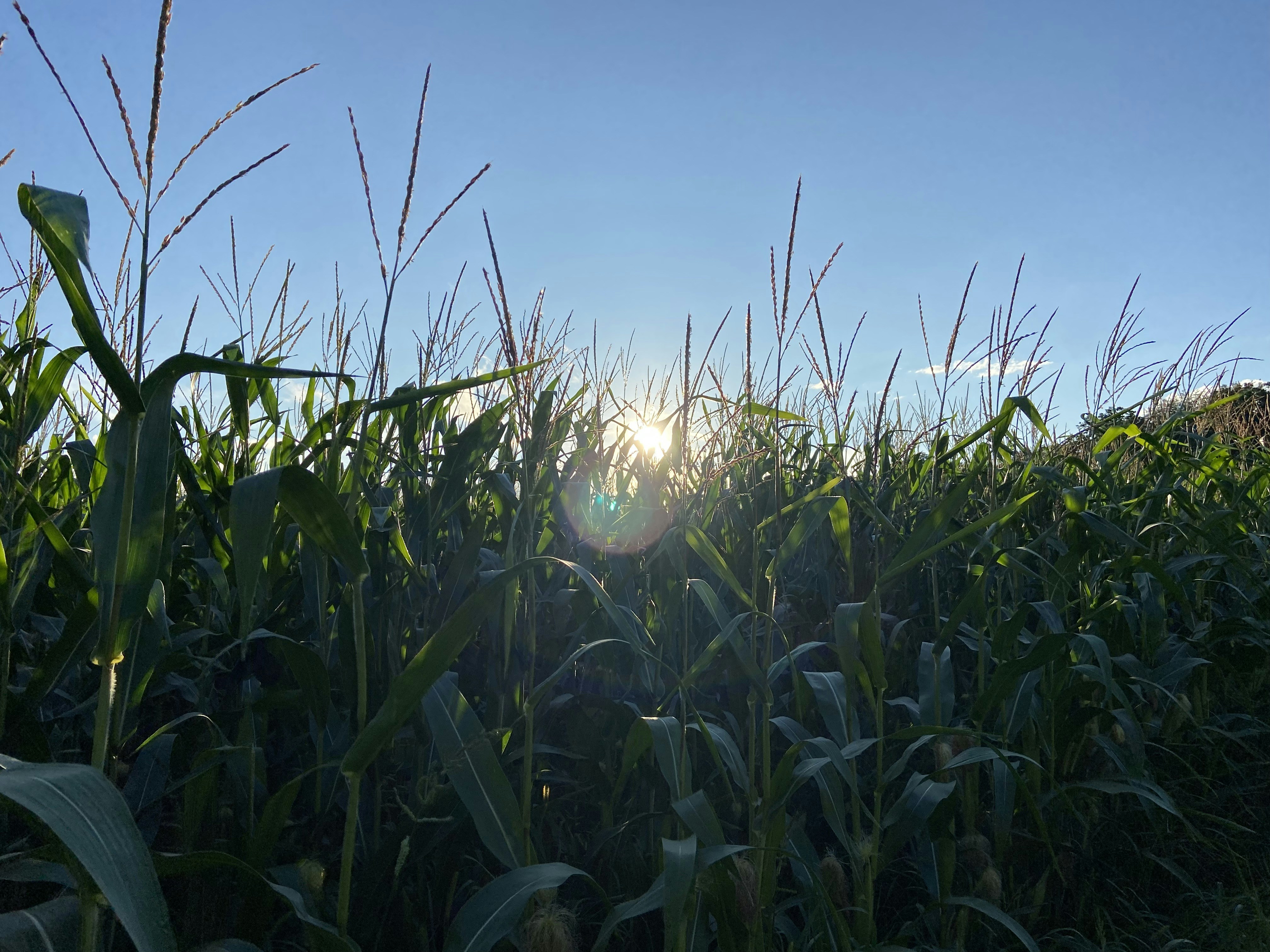 Sunlight filters through tall corn stalks, creating a vibrant interplay of light and shadow against a clear blue sky.