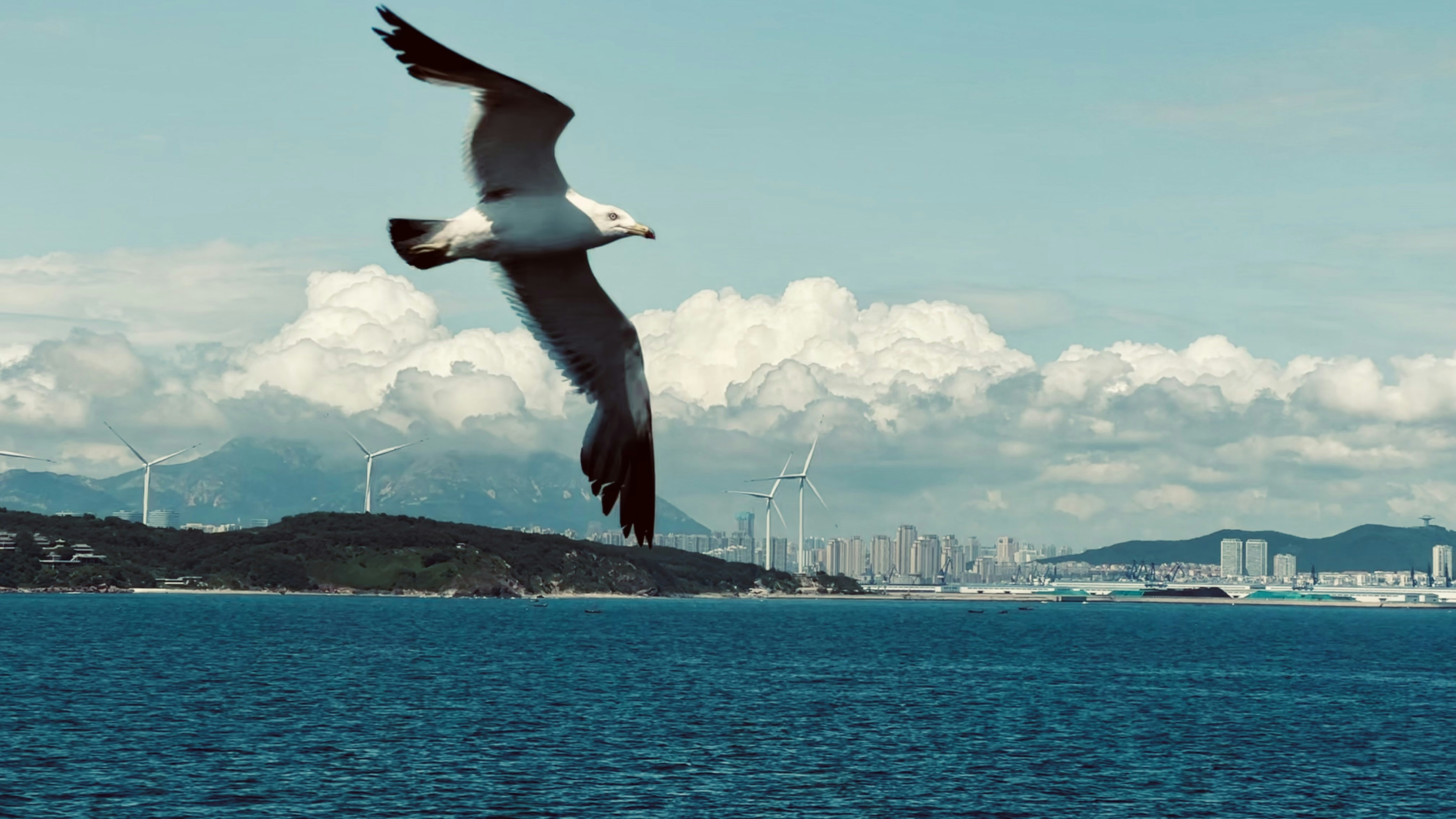 Wingbeat over a Wind-Swept Harbor: Seagull Against Sea and Skyline