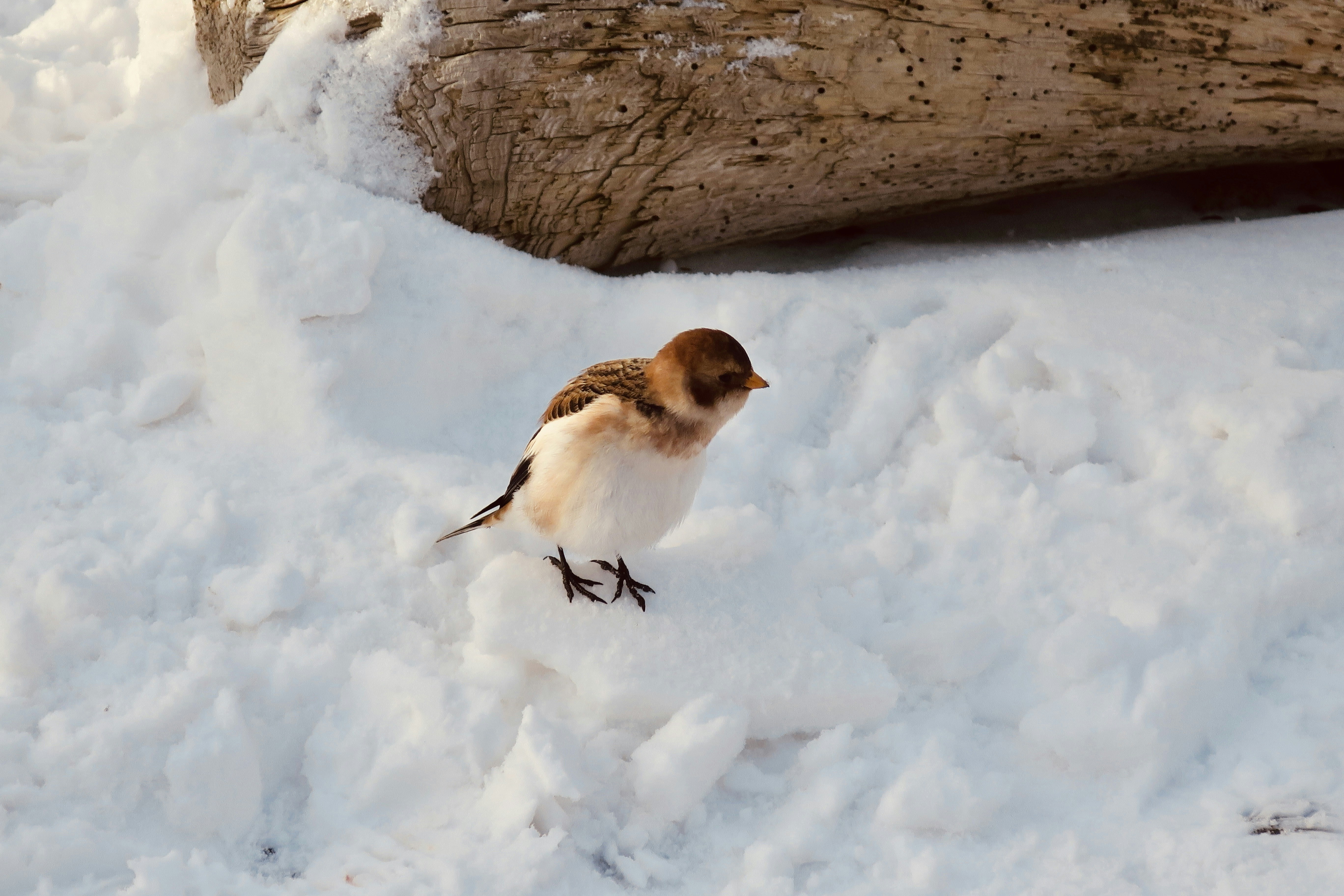 A small sparrow stands on powdery snow beside a weathered log. The scene emphasizes winter stillness and the bird's delicate detail against the bright backdrop.