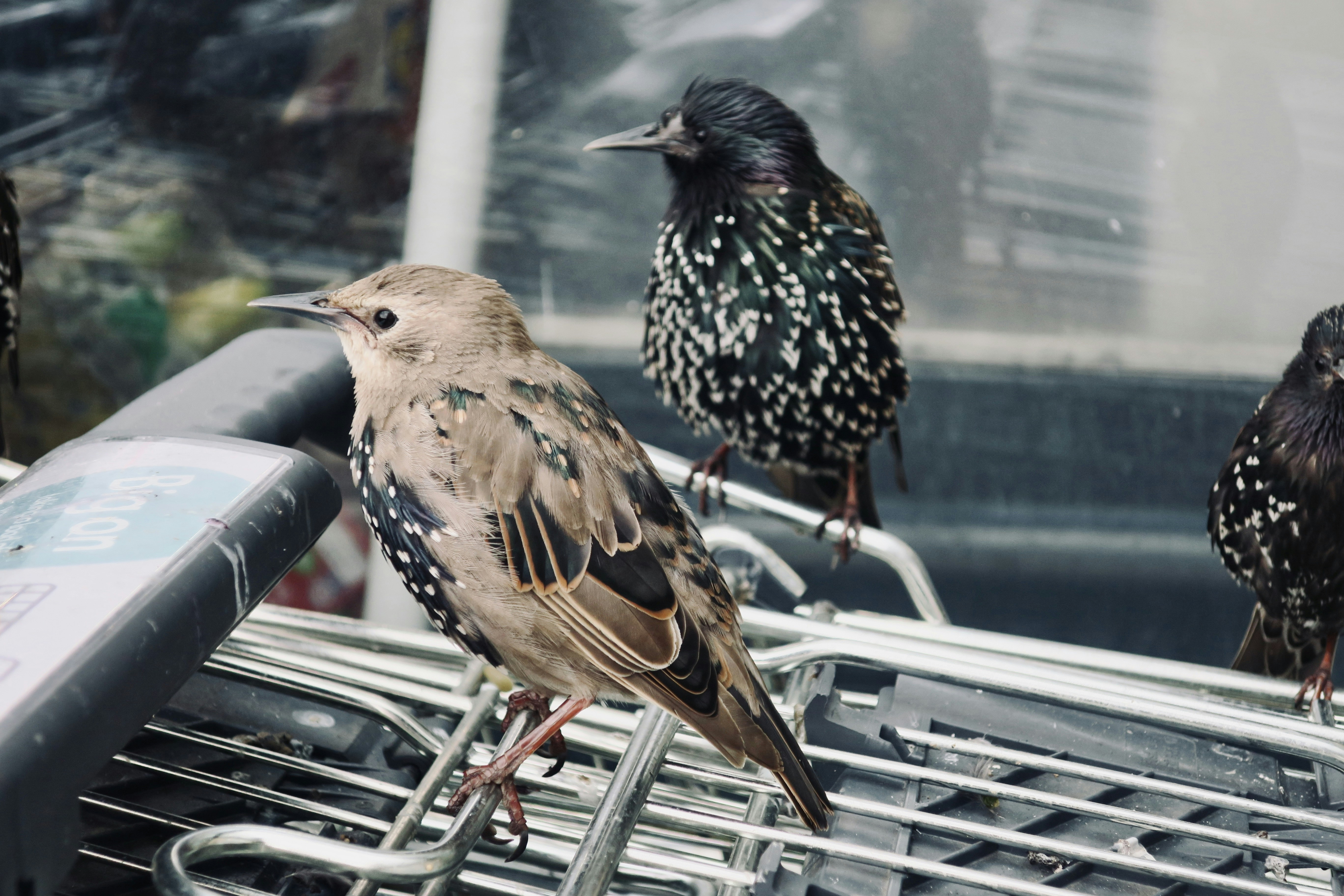 Three birds perched on a metal rack in an urban setting. The central speckled starling contrasts with beige-brown companions against a blurred background.