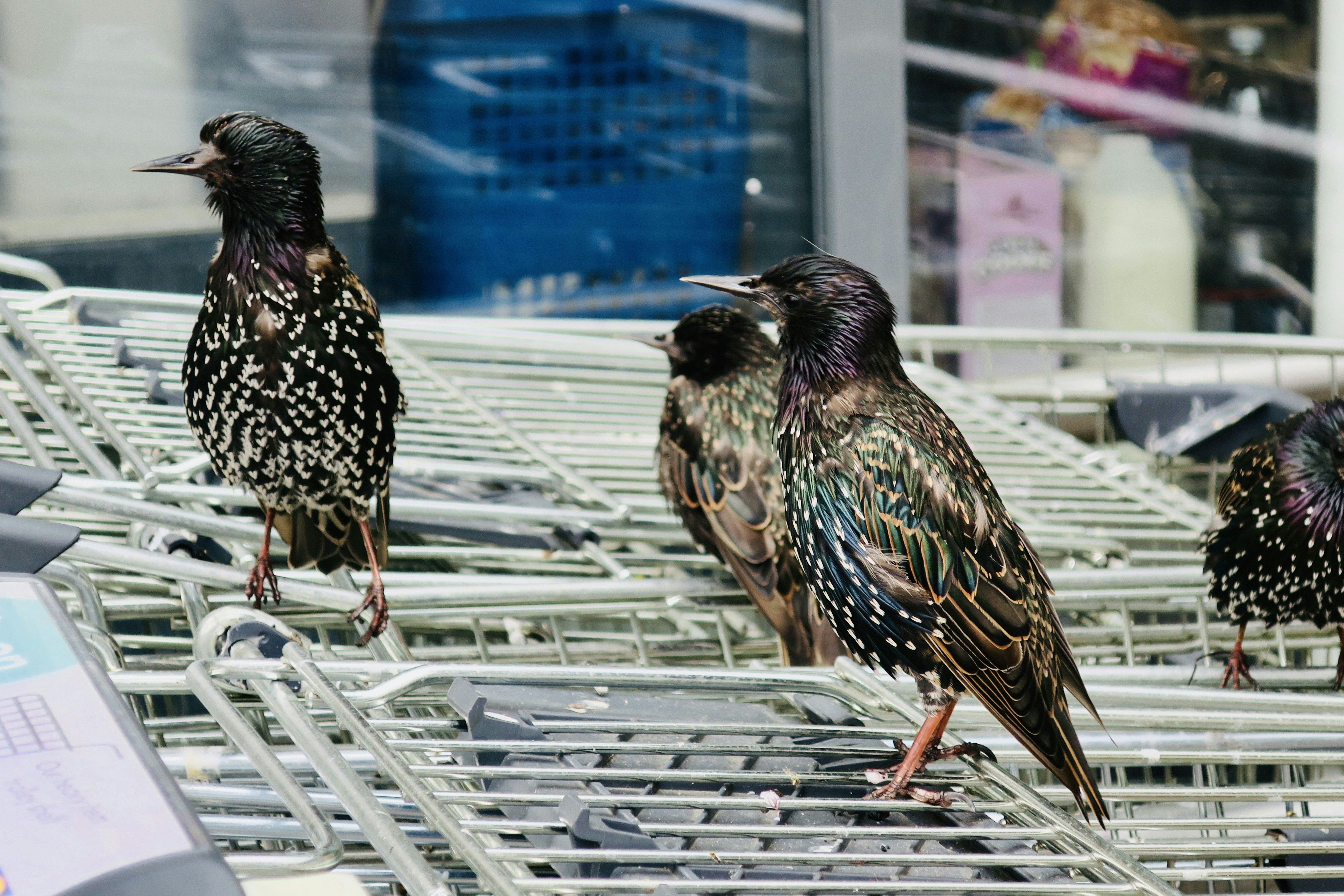 a group of birds sitting on top of a metal rack