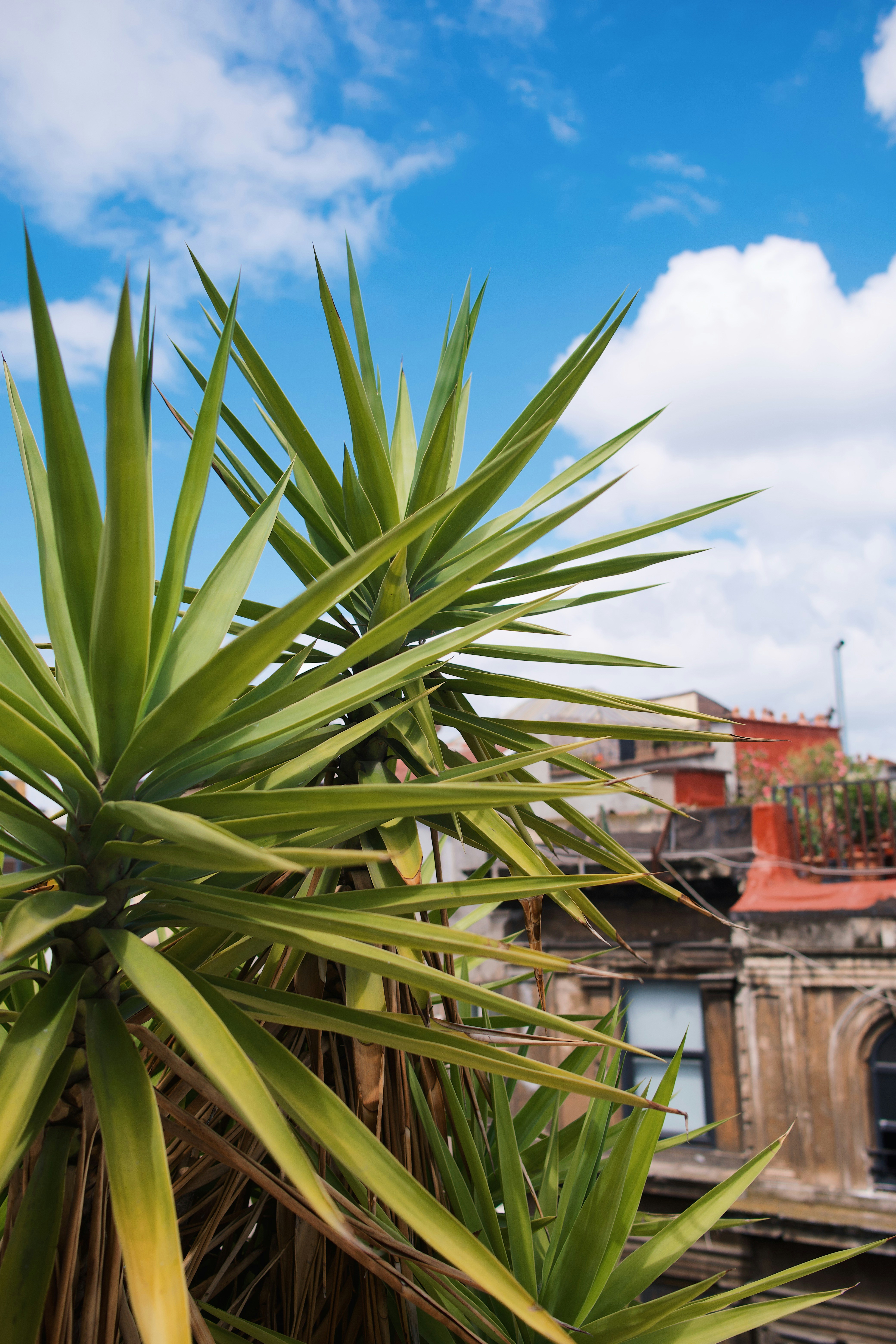 Yucca on a Rooftop: Neon-green Spires Framing a Sky-Blue City