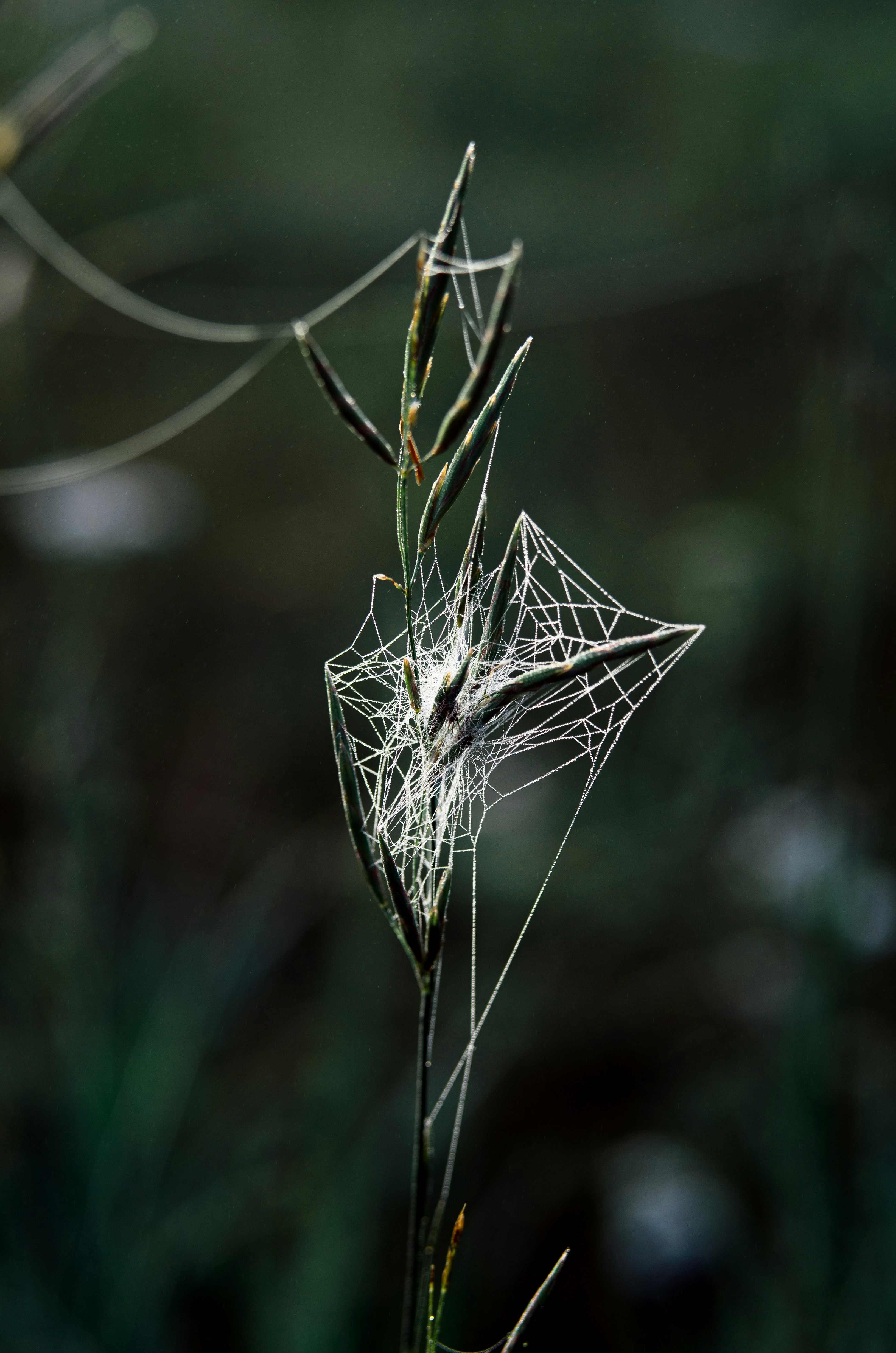 A close up of a spider web on a plant photo – Free Spider web Image on ...