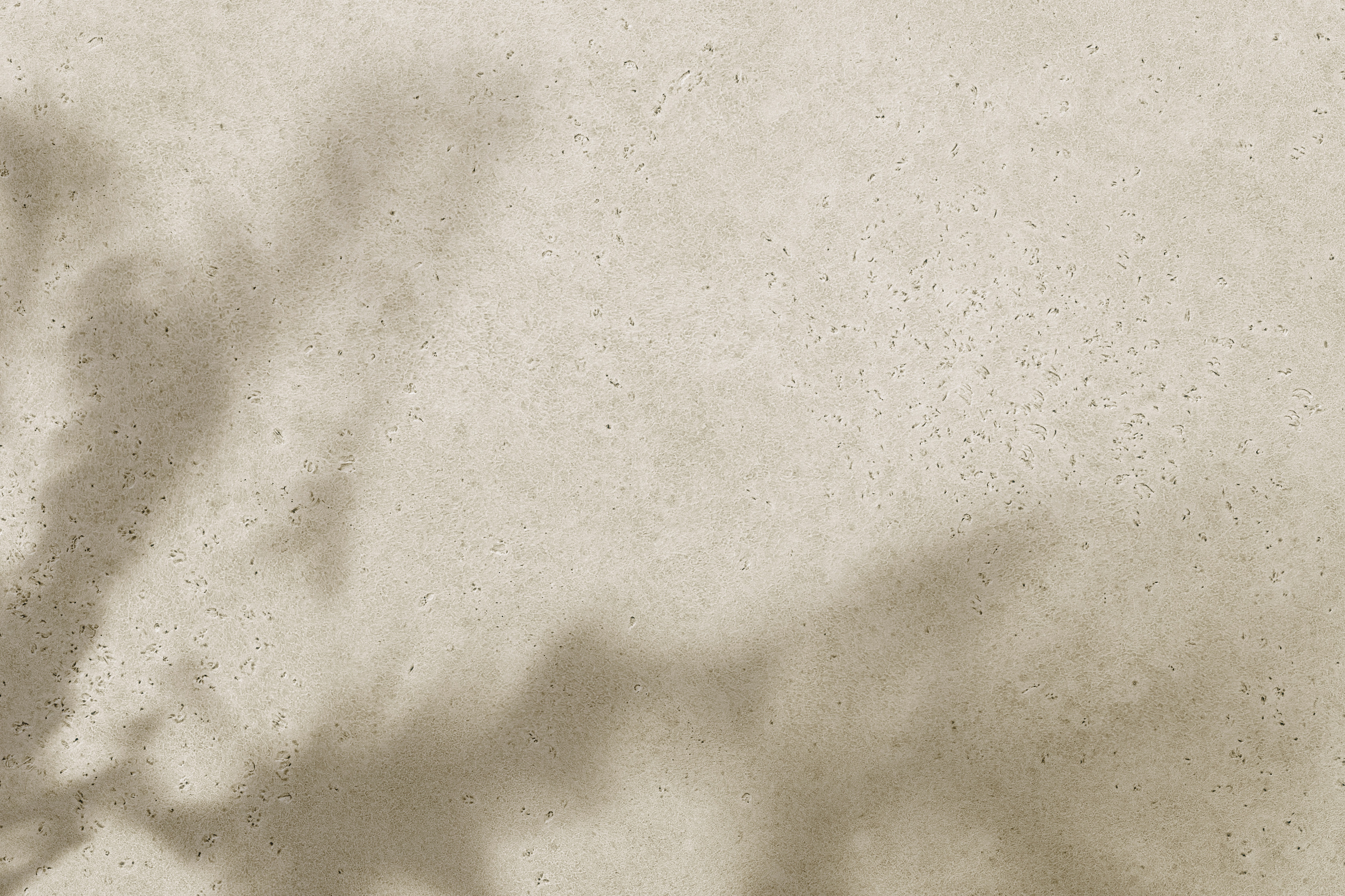 A plant casts a shadow on a wall photo – Free Texture Image on Unsplash